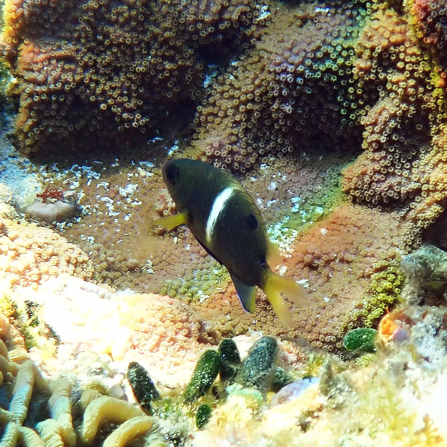 A year in review – 2024 on Norfolk Island’s Reef — Norfolk Island's Reef