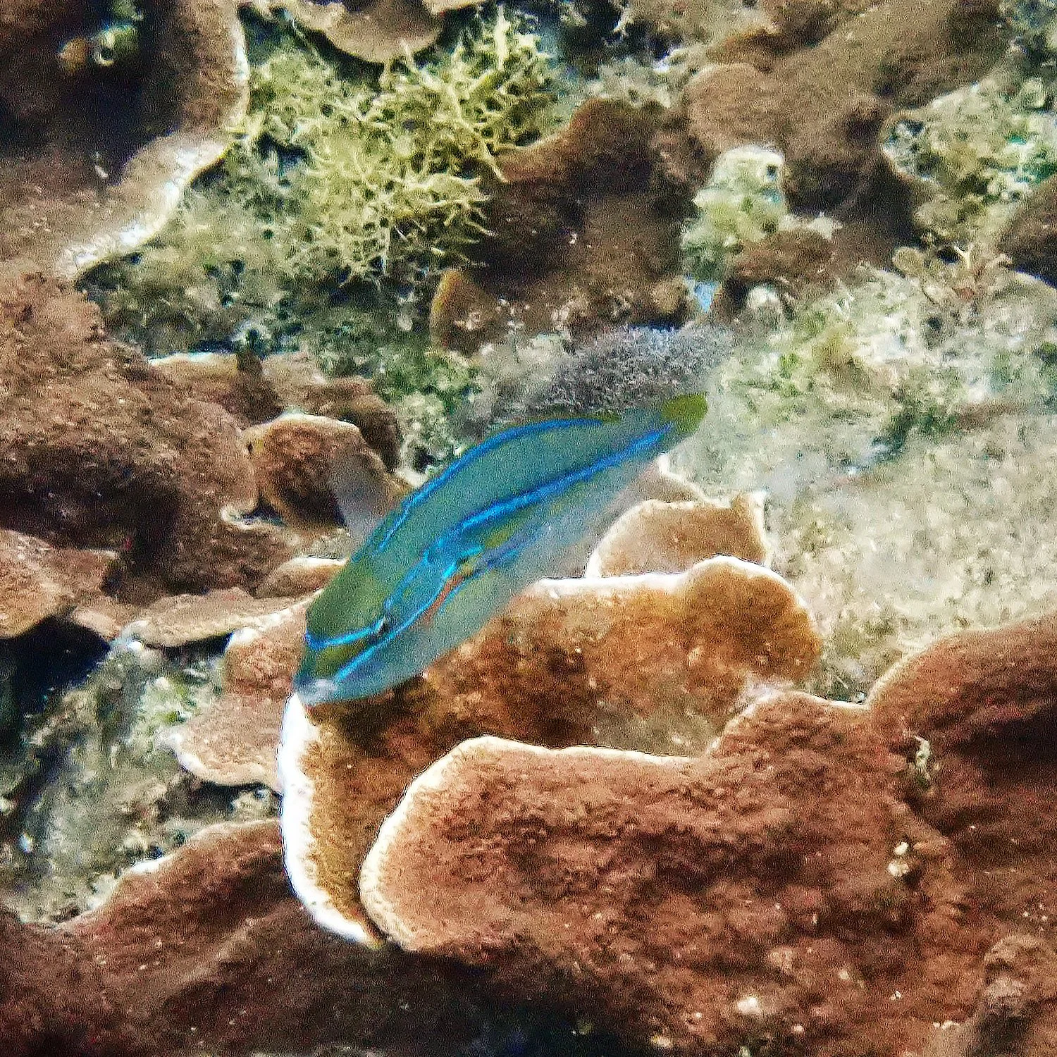 A year in review – 2024 on Norfolk Island’s Reef — Norfolk Island's Reef