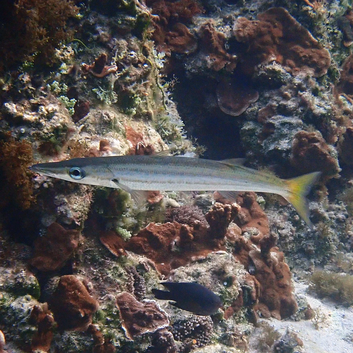 A year in review – 2024 on Norfolk Island’s Reef — Norfolk Island's Reef