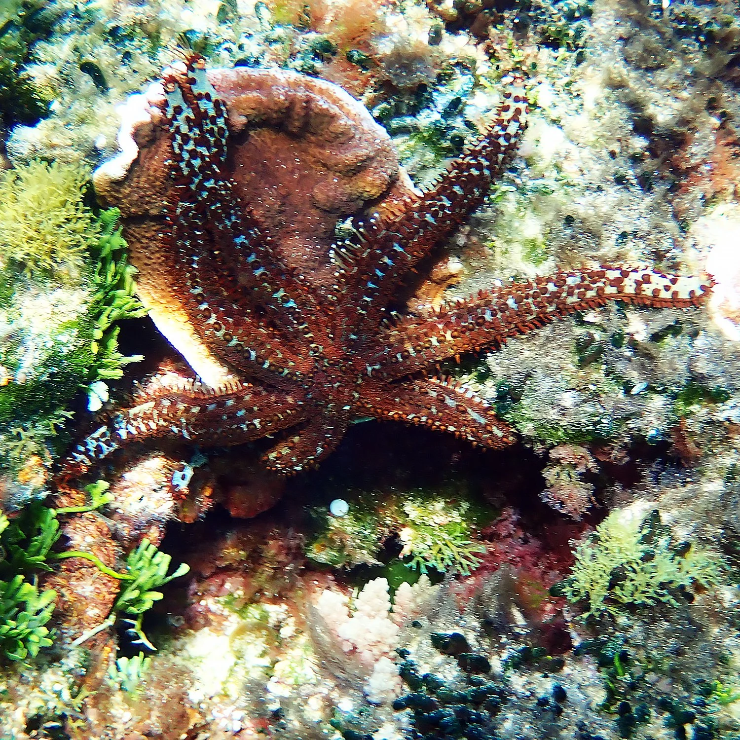 Norfolk Island's Sea stars
