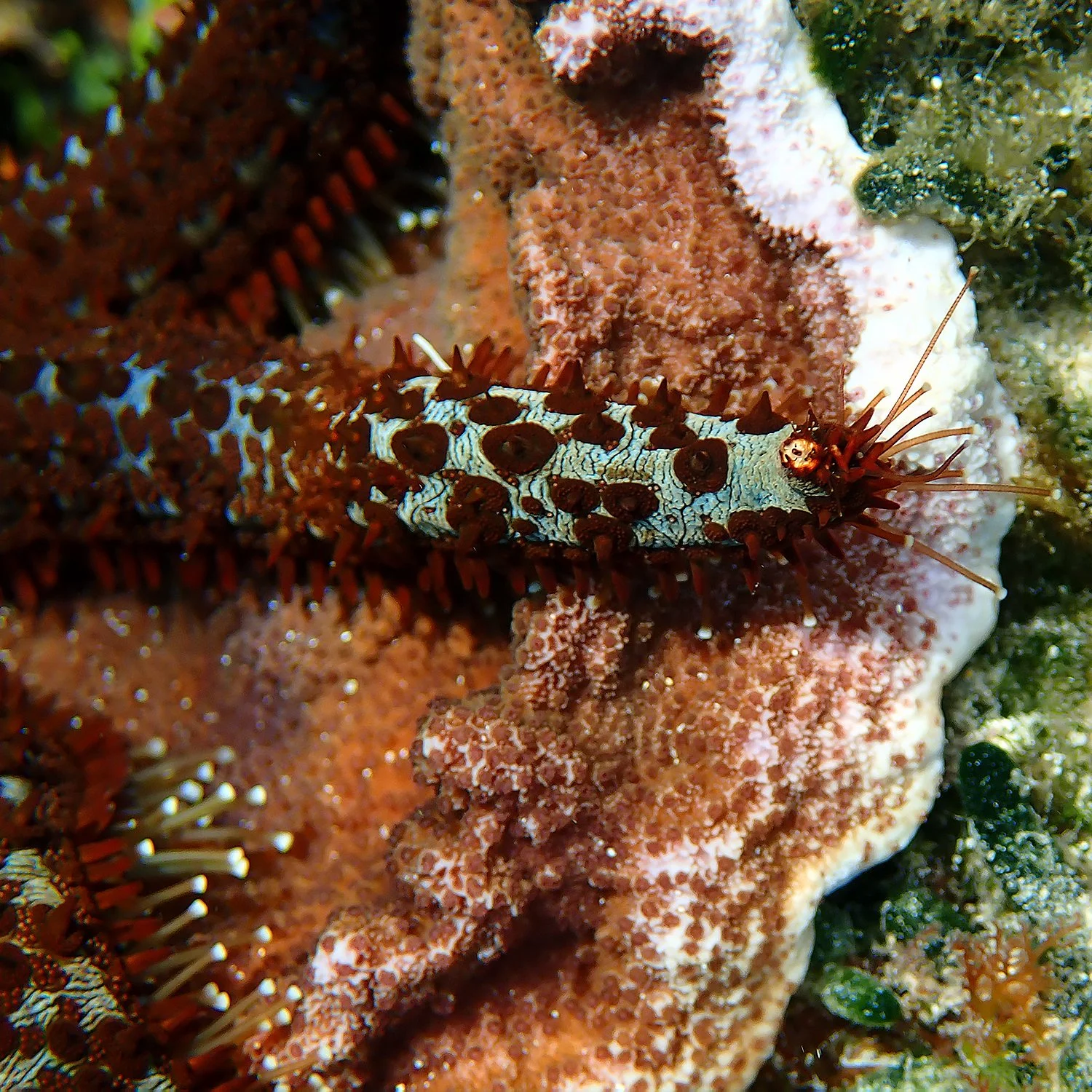 Norfolk Island's Sea stars