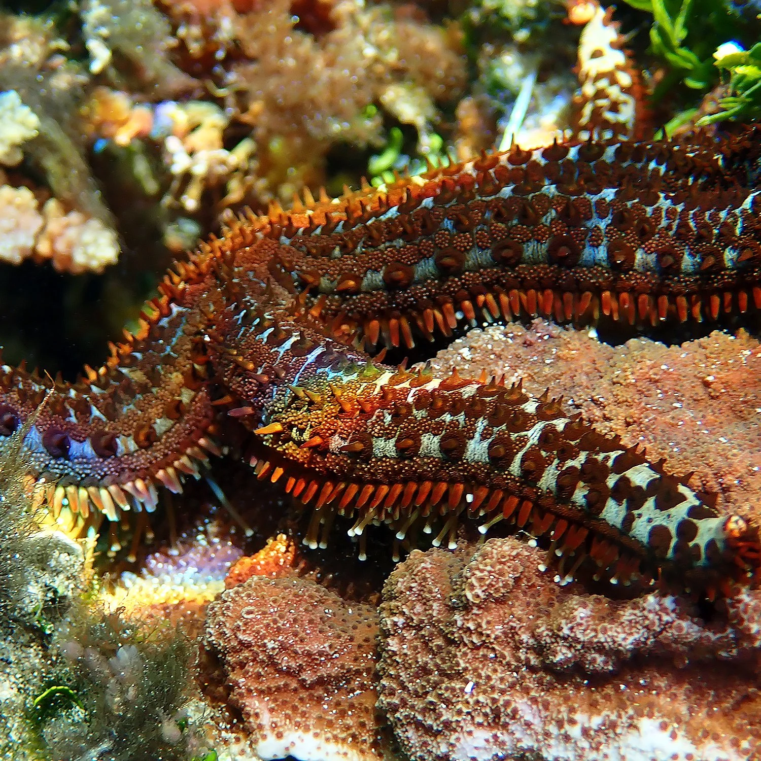 Norfolk Island's Sea stars