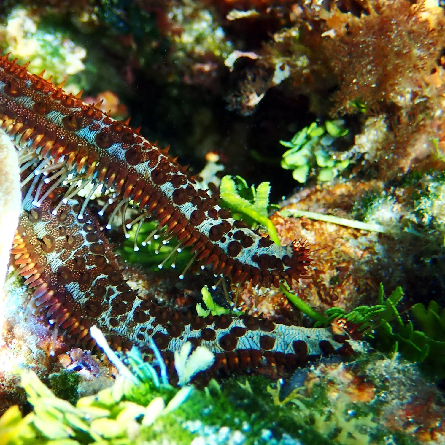 Norfolk Island's Sea stars