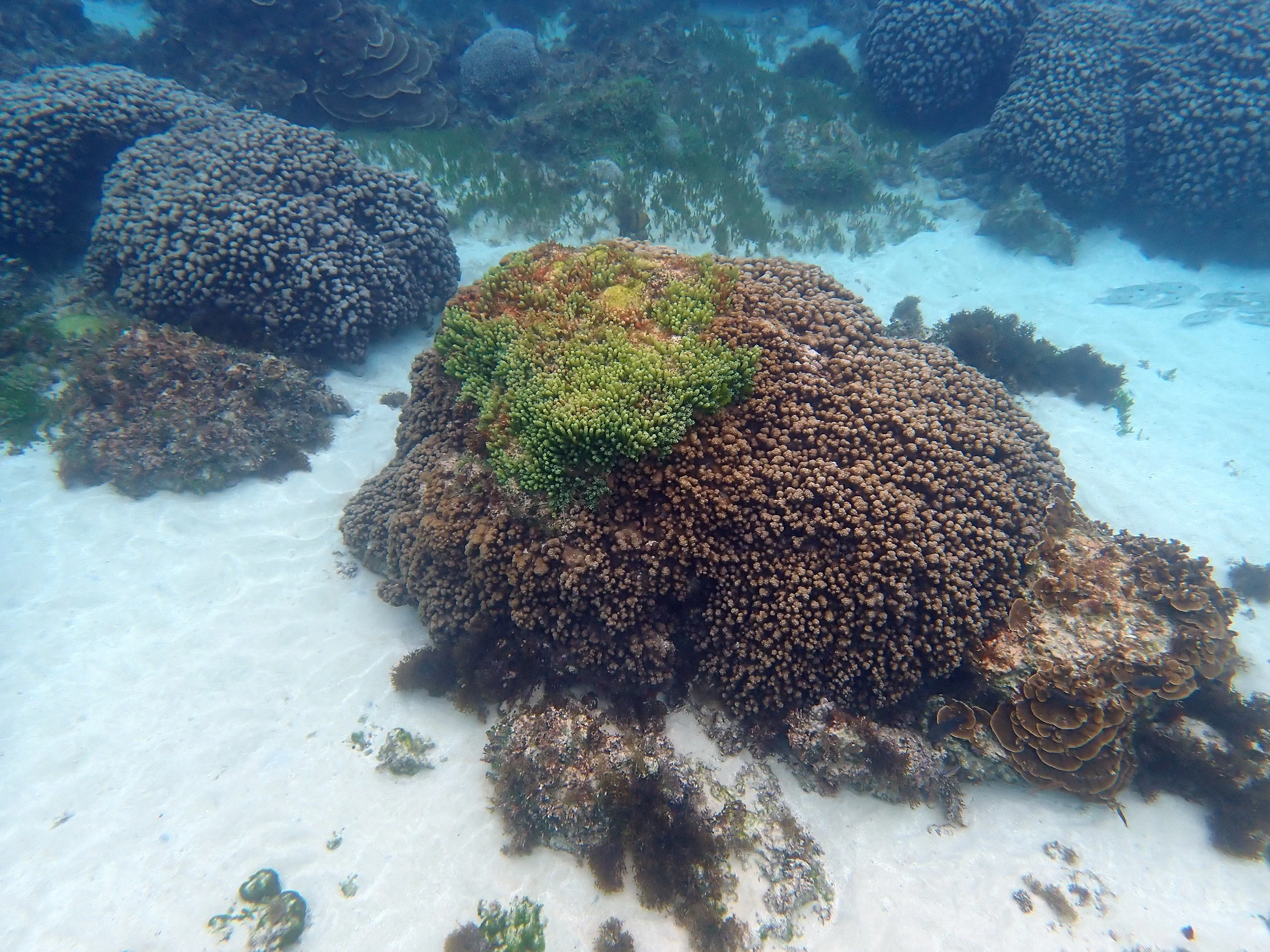 Warning signs: what Norfolk Island’s reef is telling us — Norfolk ...