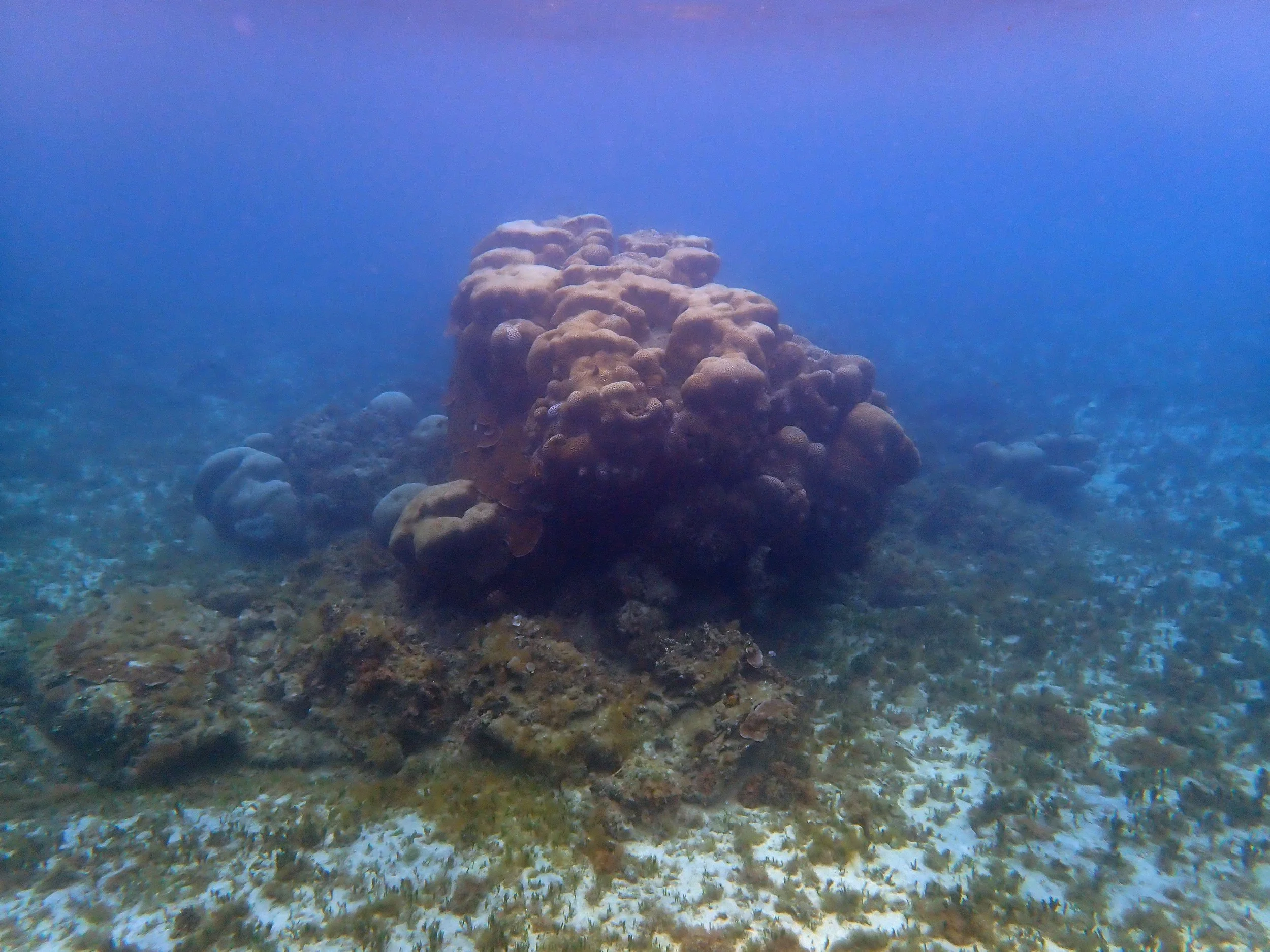 Emily Bay's big 'brain' coral — Norfolk Island's Reef