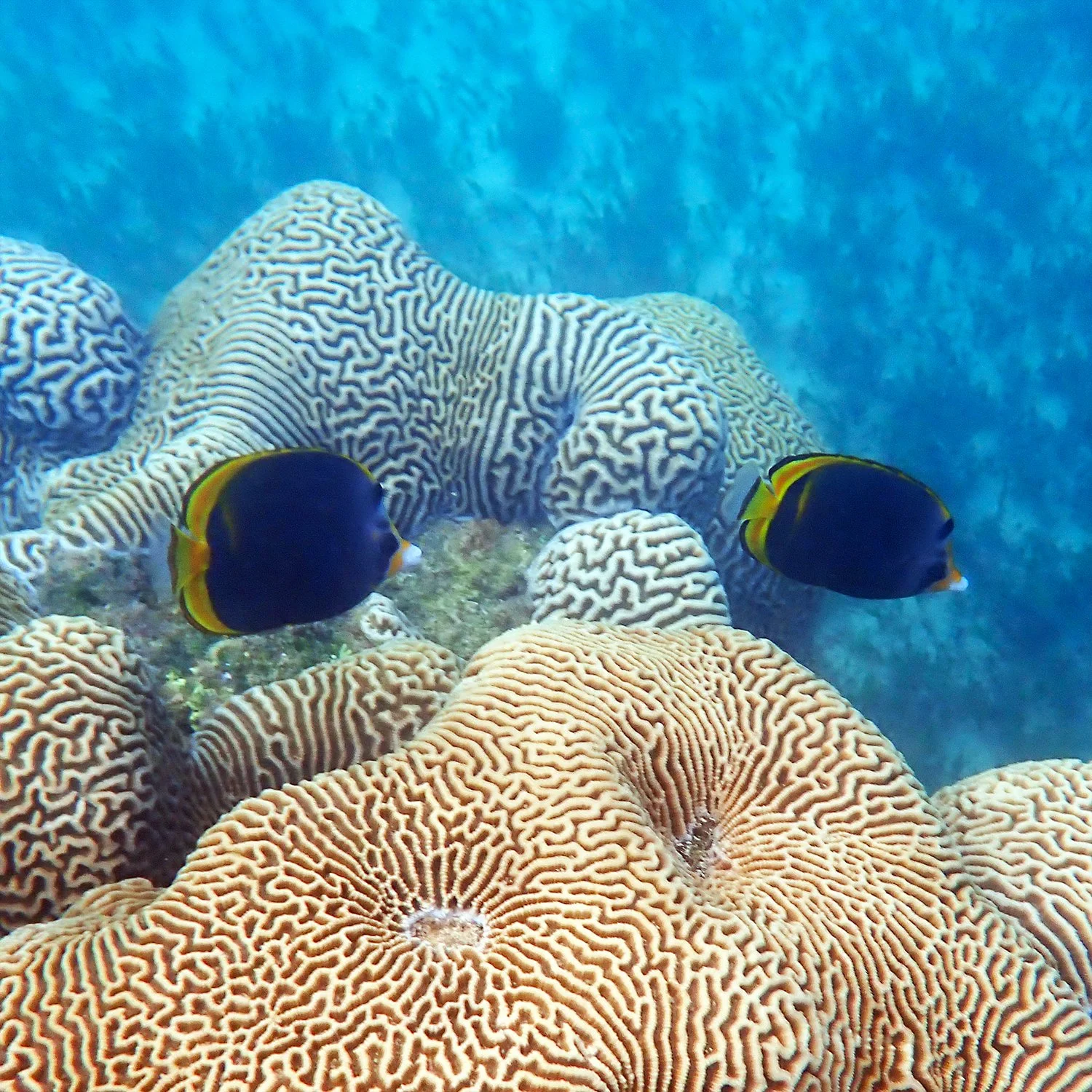Emily Bay's big 'brain' coral — Norfolk Island's Reef
