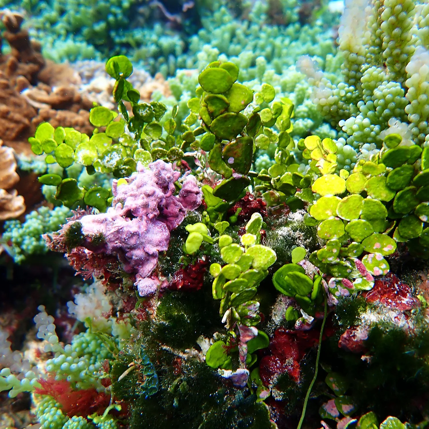 Dead sailor’s eyeballs or glitzy glamour bubbles! — Norfolk Island's Reef