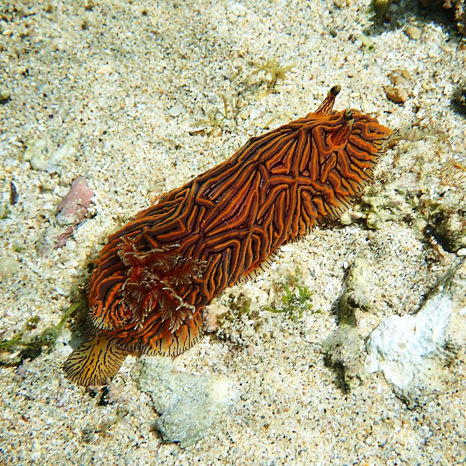 The funky seventies sea slug – Halgerda willeyi — Norfolk Island's Reef