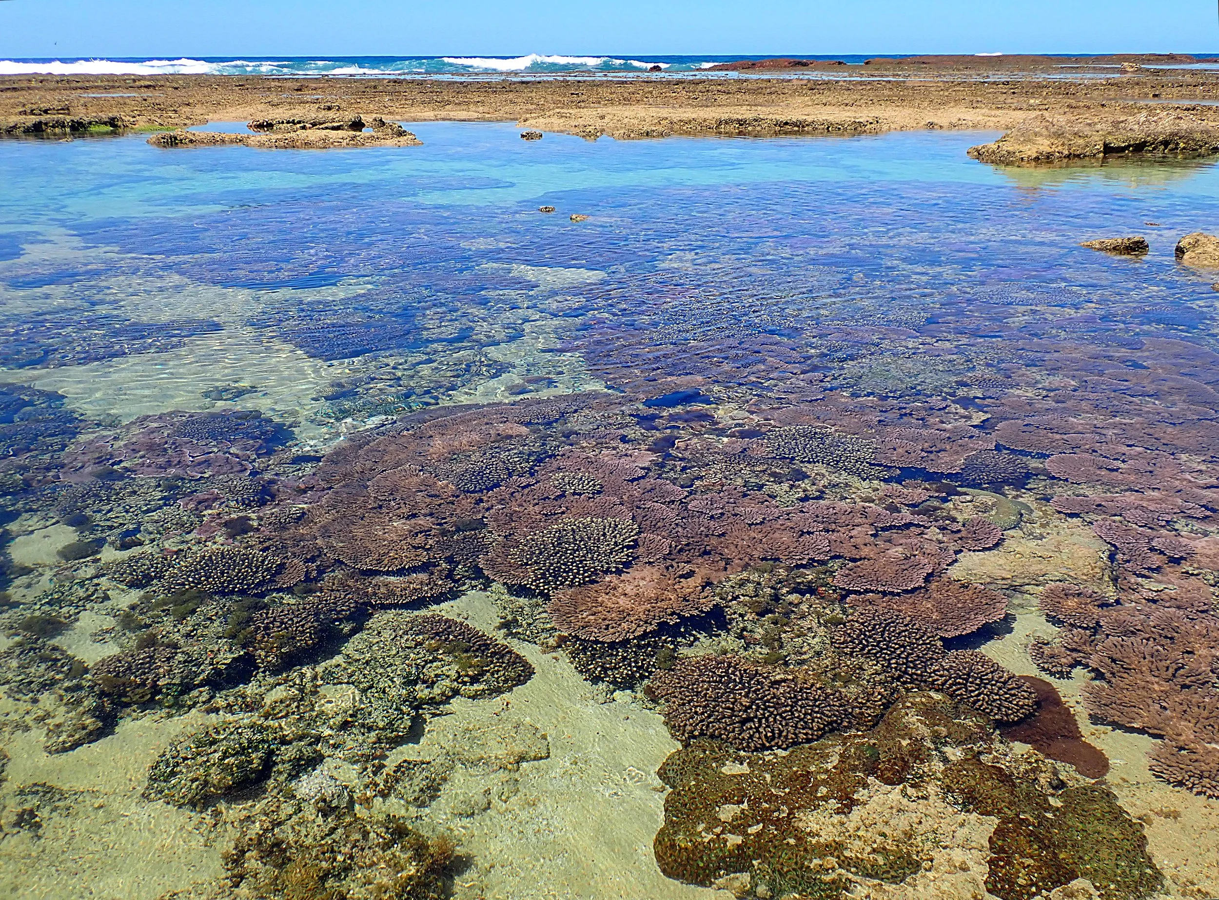 Full moon, low tides and Norfolk Island’s reef — Norfolk Island's Reef