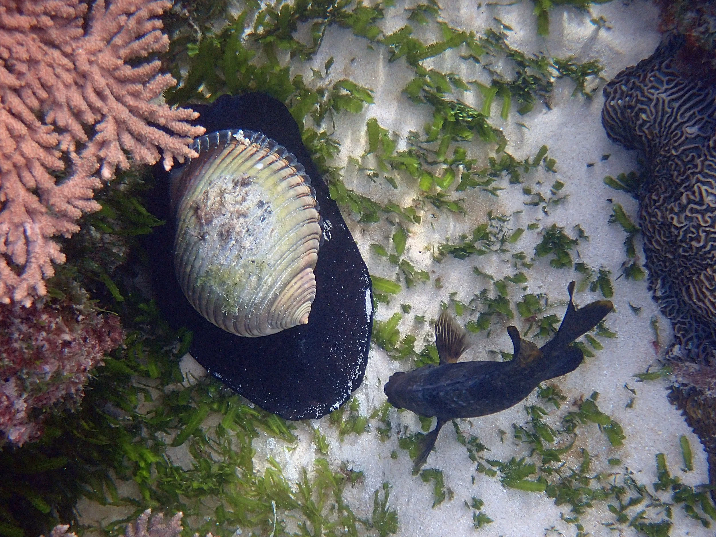 Citizen science in action on Norfolk Island — Norfolk Island's Reef