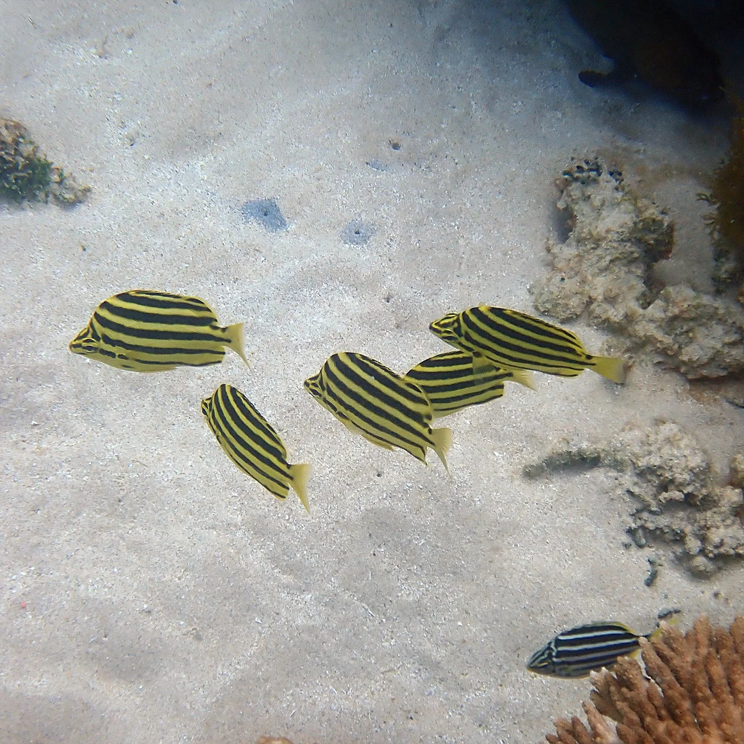 Fish stocktake - the mysteries, the surprises and the wins — Norfolk ...