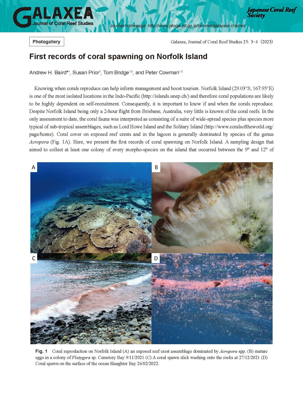 First records of coral spawning on Norfolk Island — Norfolk Island's Reef