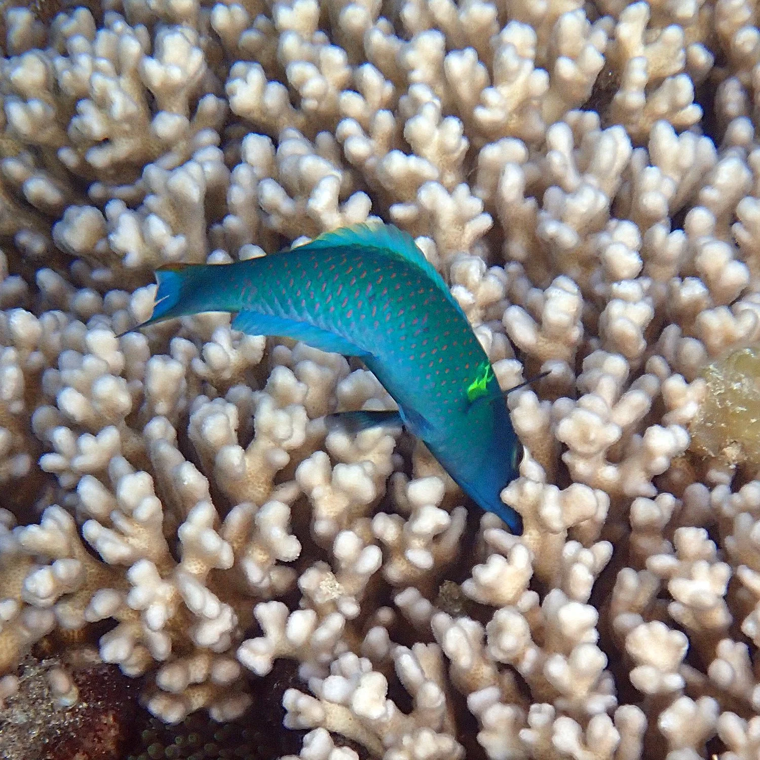 Gender transitioning in the birdnose wrasse — Norfolk Island's Reef