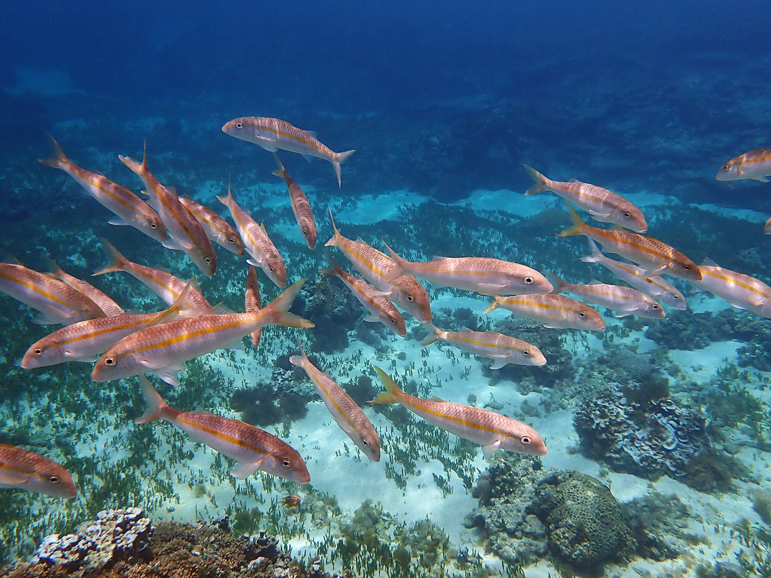 By the hair of a goatfish's chinny chin chin! — Norfolk Island's Reef