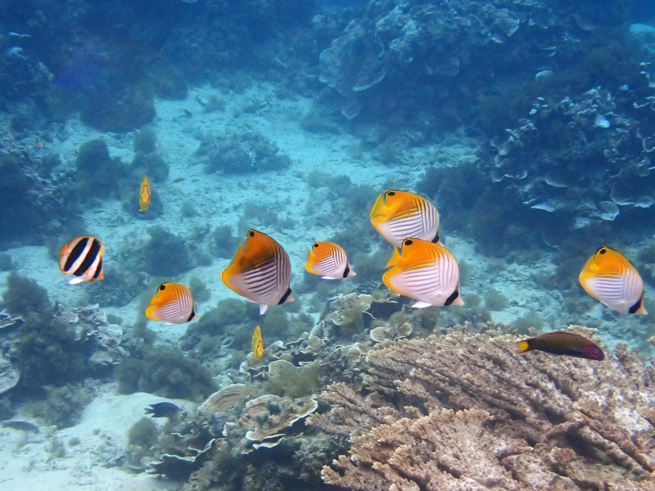 Butterfly, flutterbyfish — Norfolk Island's Reef