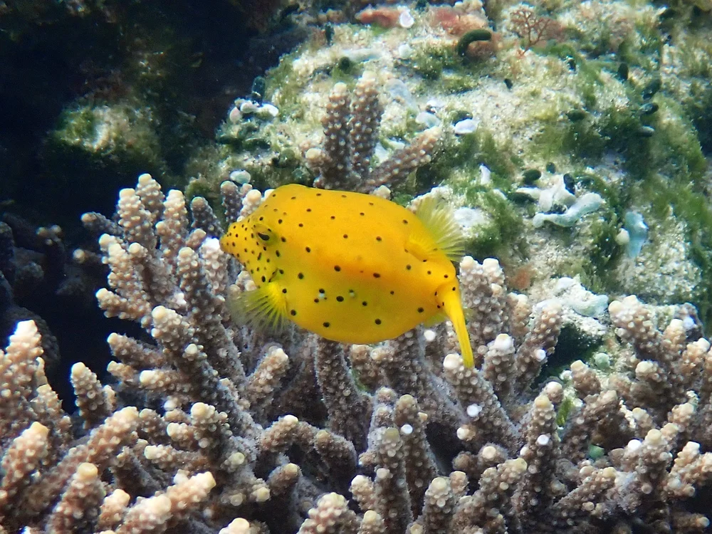Biomimicry: How a Boxfish Caught Mercedes’ Eye — Norfolk Island's Reef