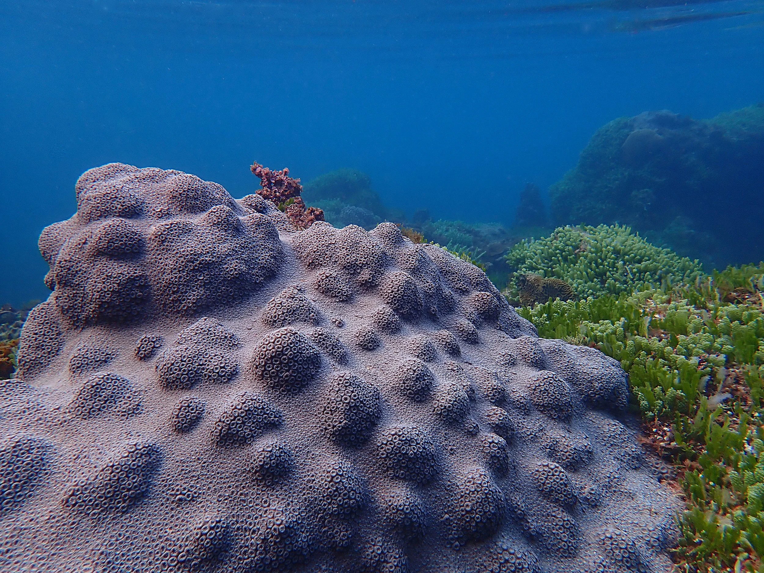 Cute as buttons - Astrea curta — Norfolk Island's Reef