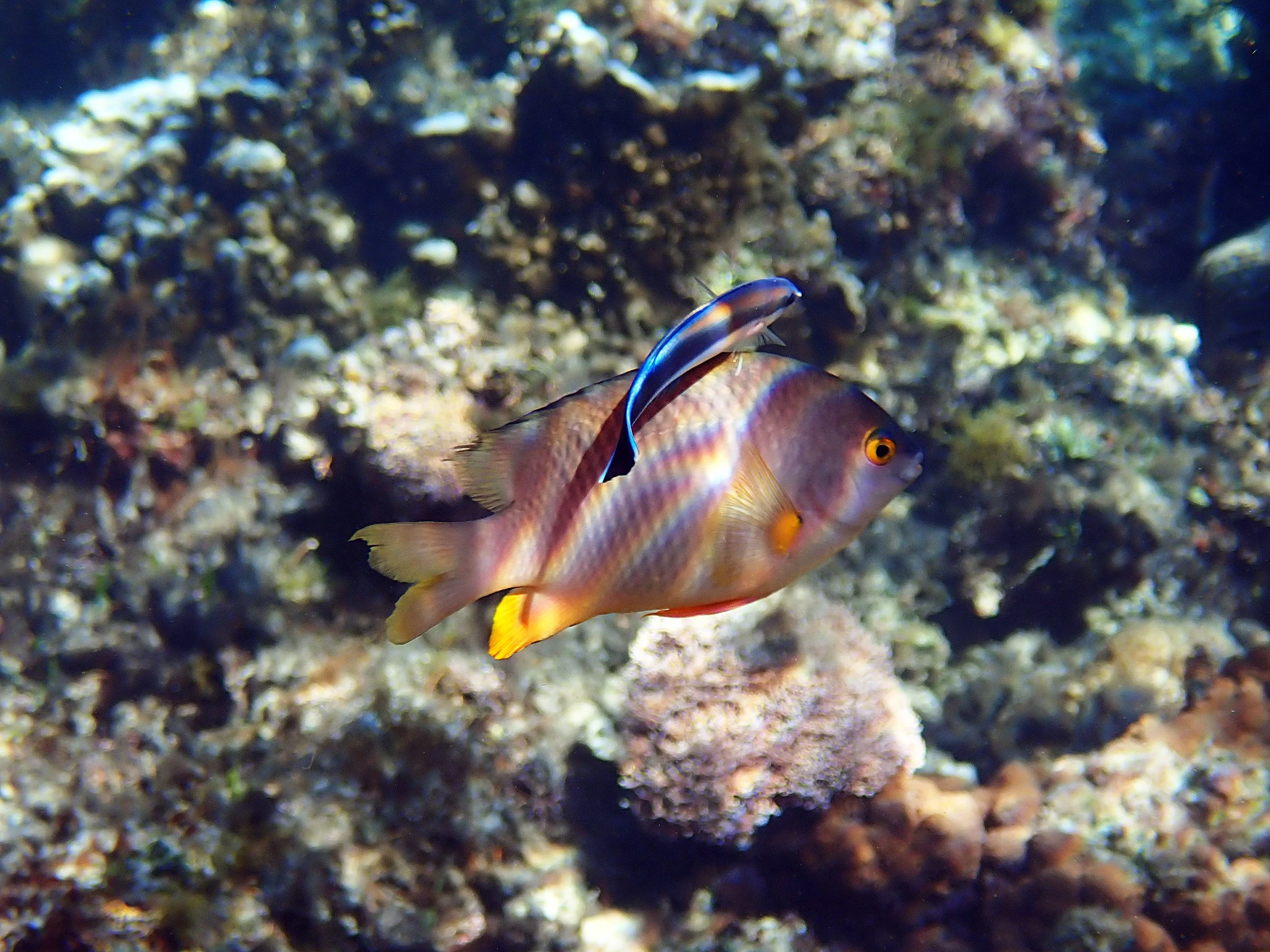 One small fish for one big job — Norfolk Island's Reef