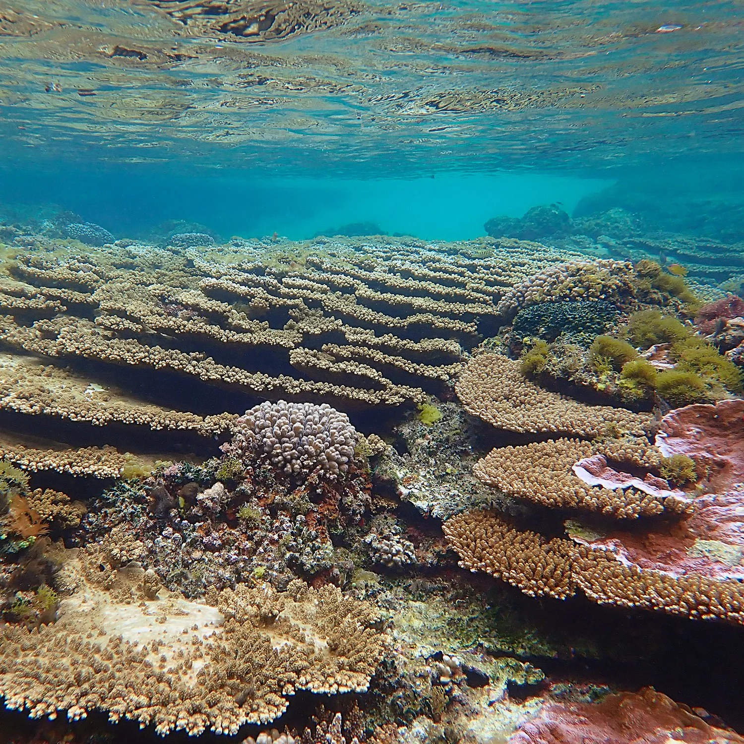 Sunbeams and sunscreens — Norfolk Island's Reef