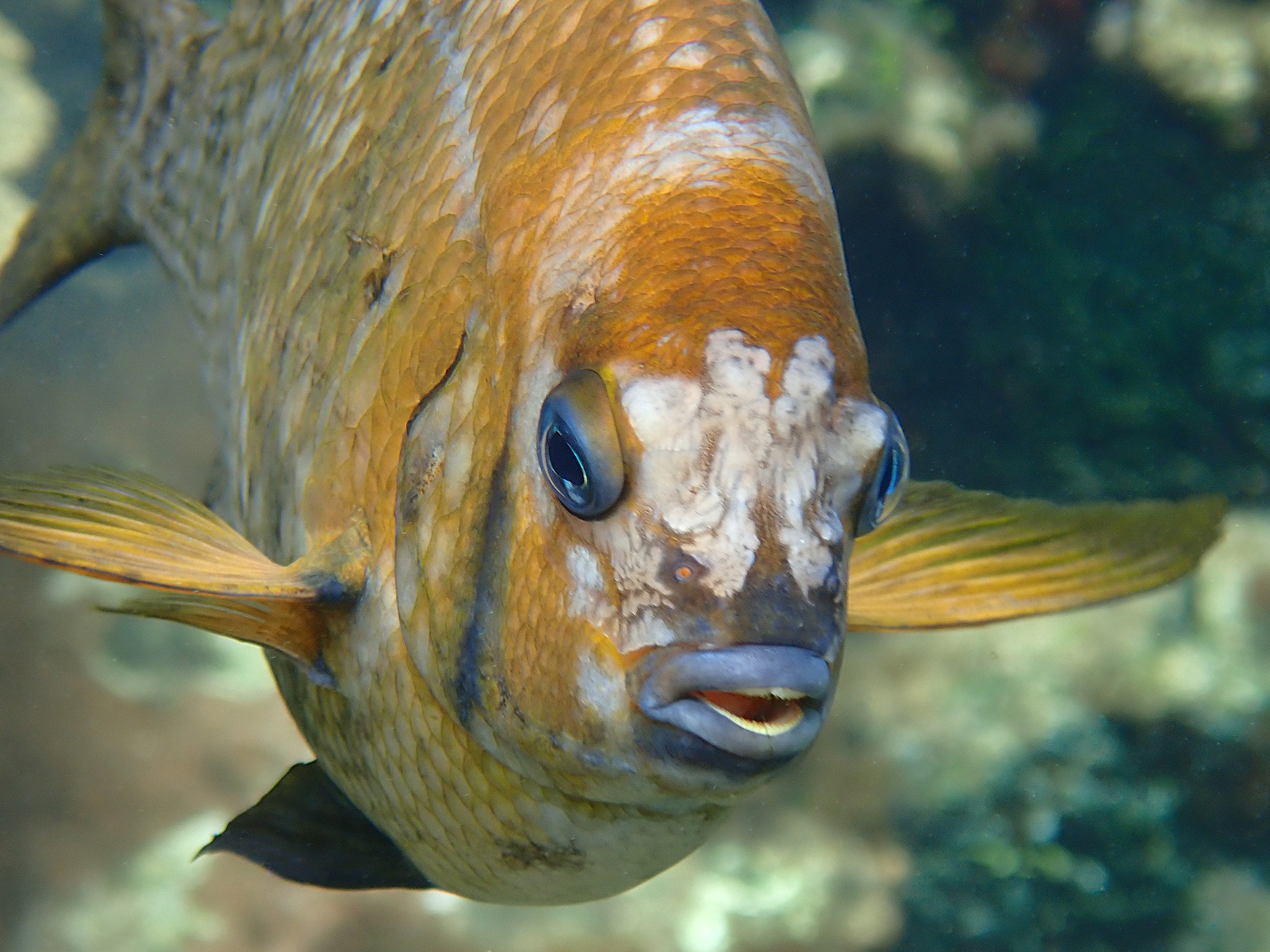 Phase shifts and biodiversity — Norfolk Island's Reef