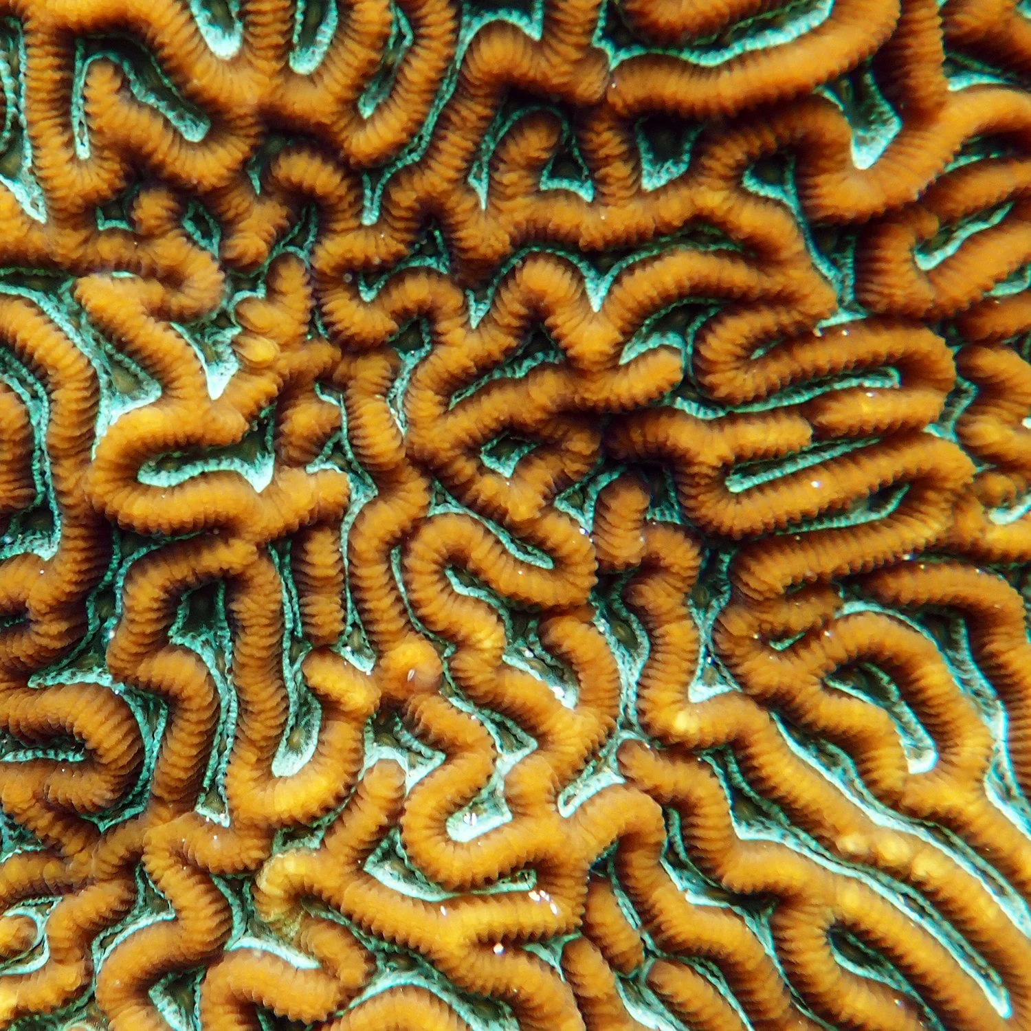 One hundred year-old coral gone in less than one hundred days — Norfolk ...