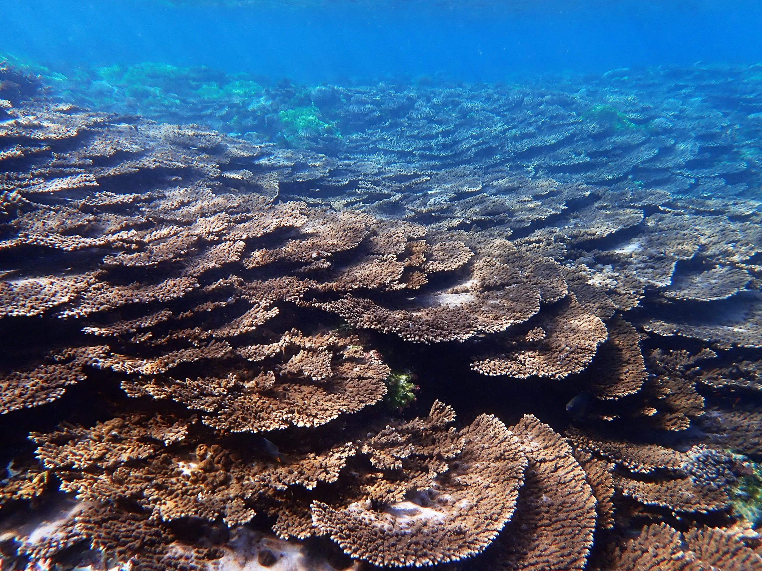 Glimpses of recovery: what the reef could be if we let it — Norfolk ...