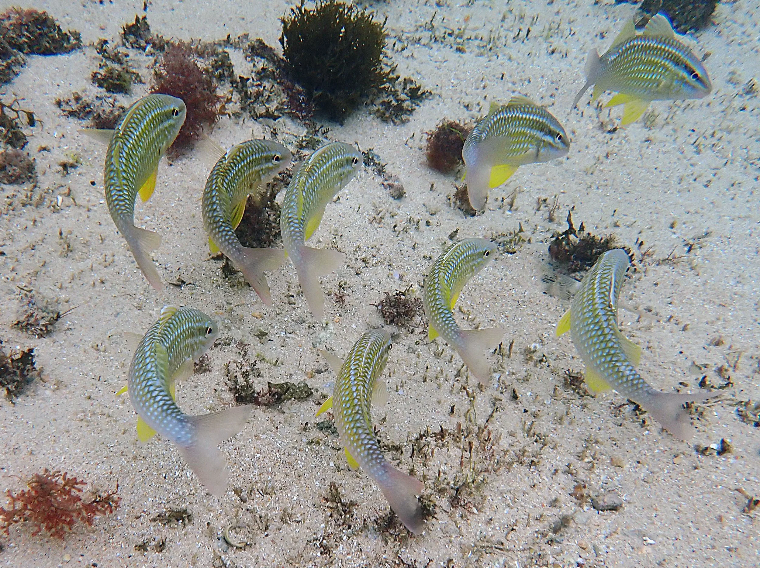 By the hair of a goatfish's chinny chin chin! — Norfolk Island's Reef