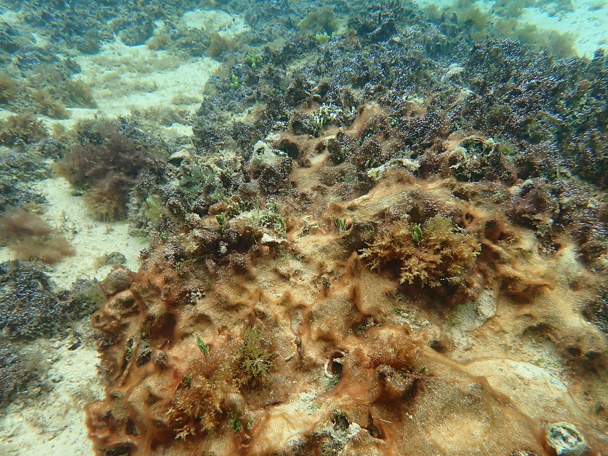 Come on in. The water's fine ... — Norfolk Island's Reef