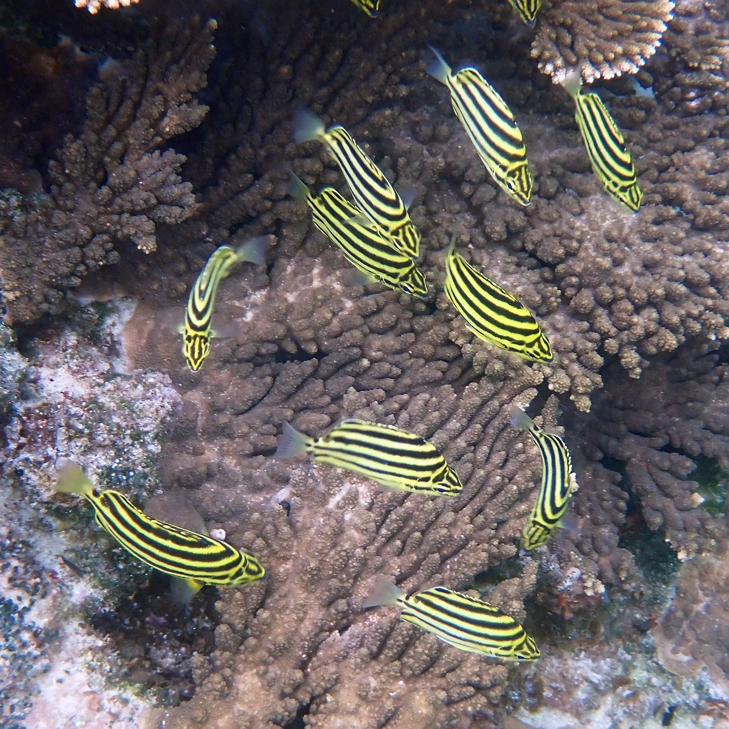 Fish stocktake - the mysteries, the surprises and the wins — Norfolk ...