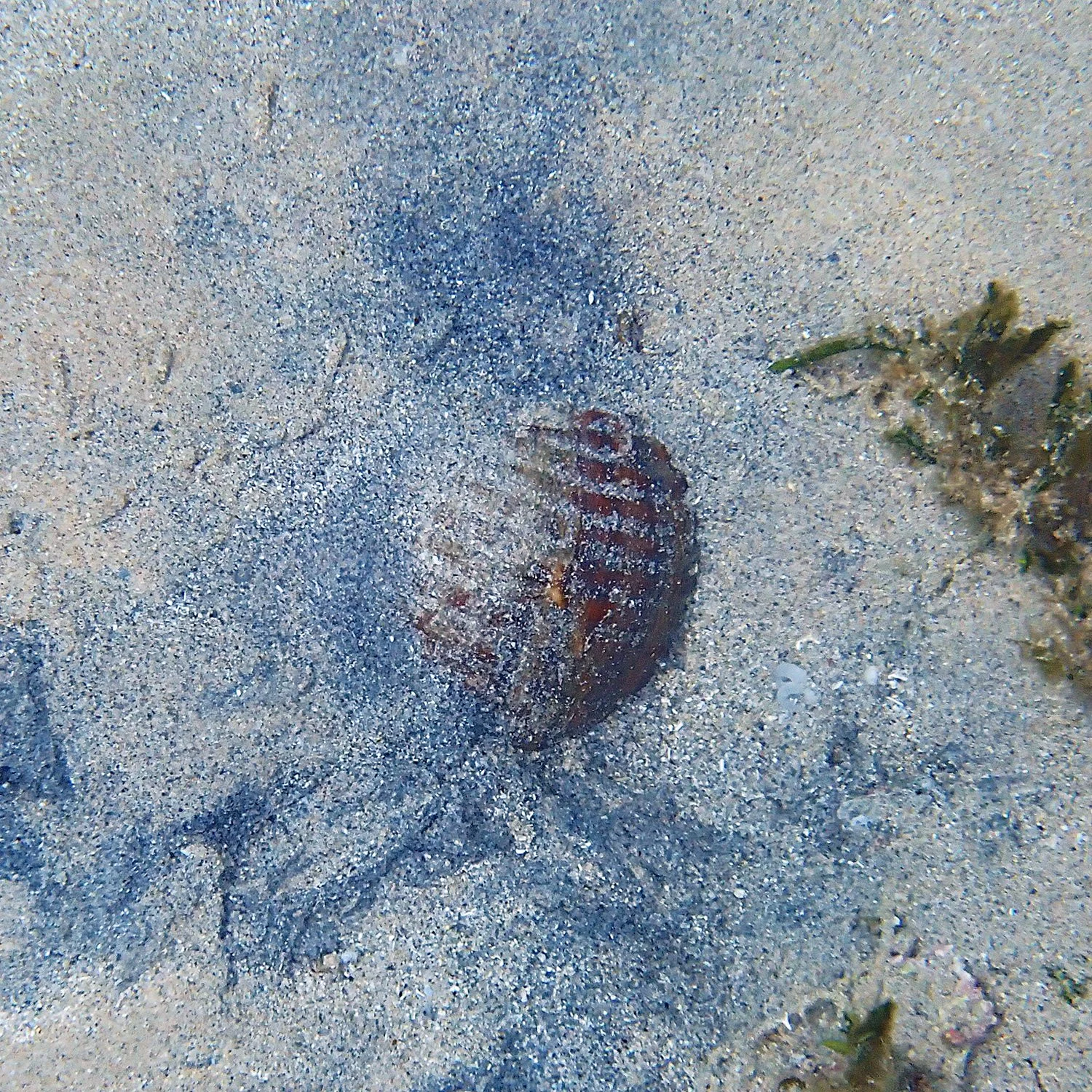 The awesome, giant, black-mouthed tun snail — Norfolk Island's Reef