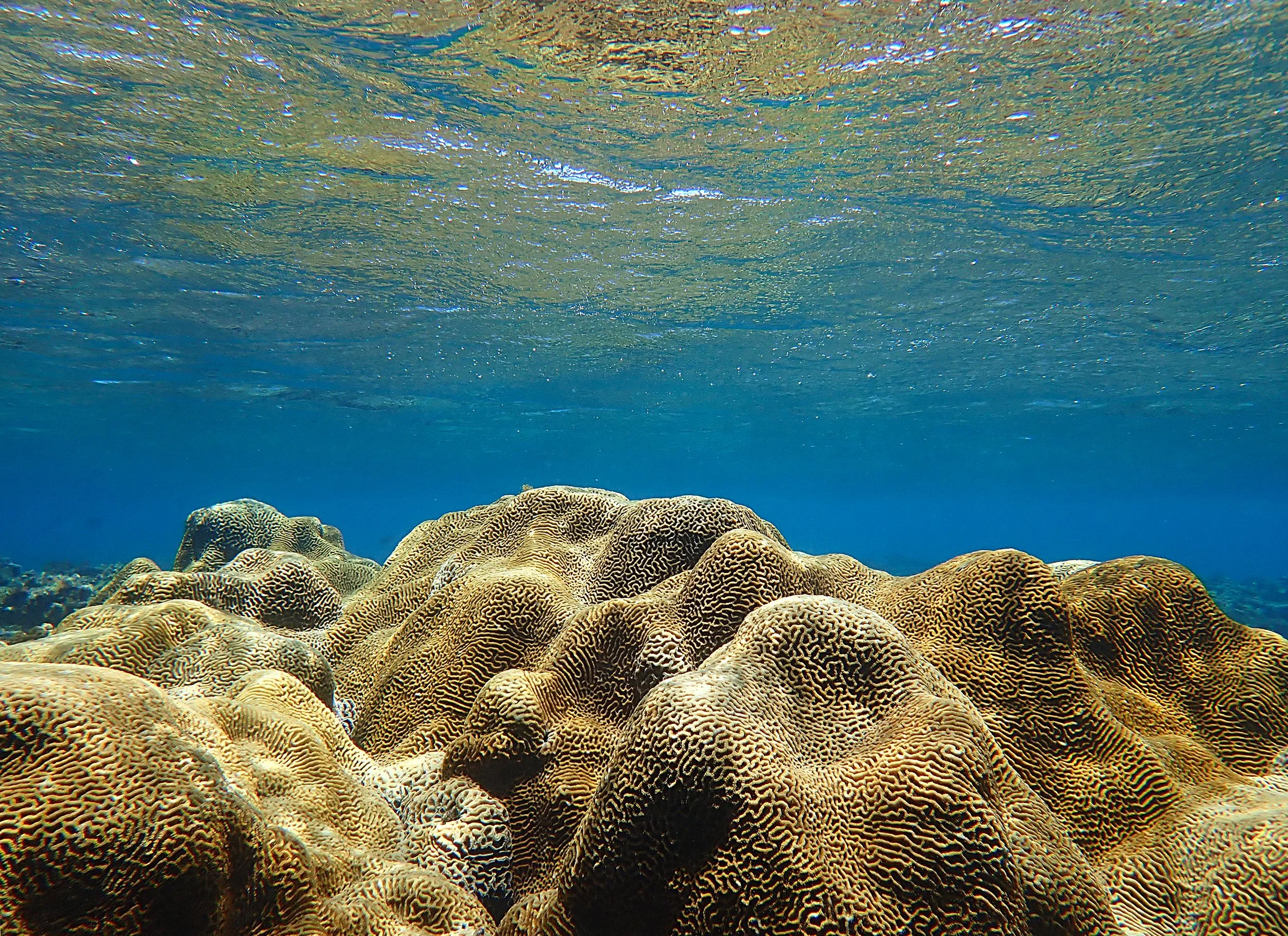 One hundred year-old coral gone in less than one hundred days — Norfolk ...