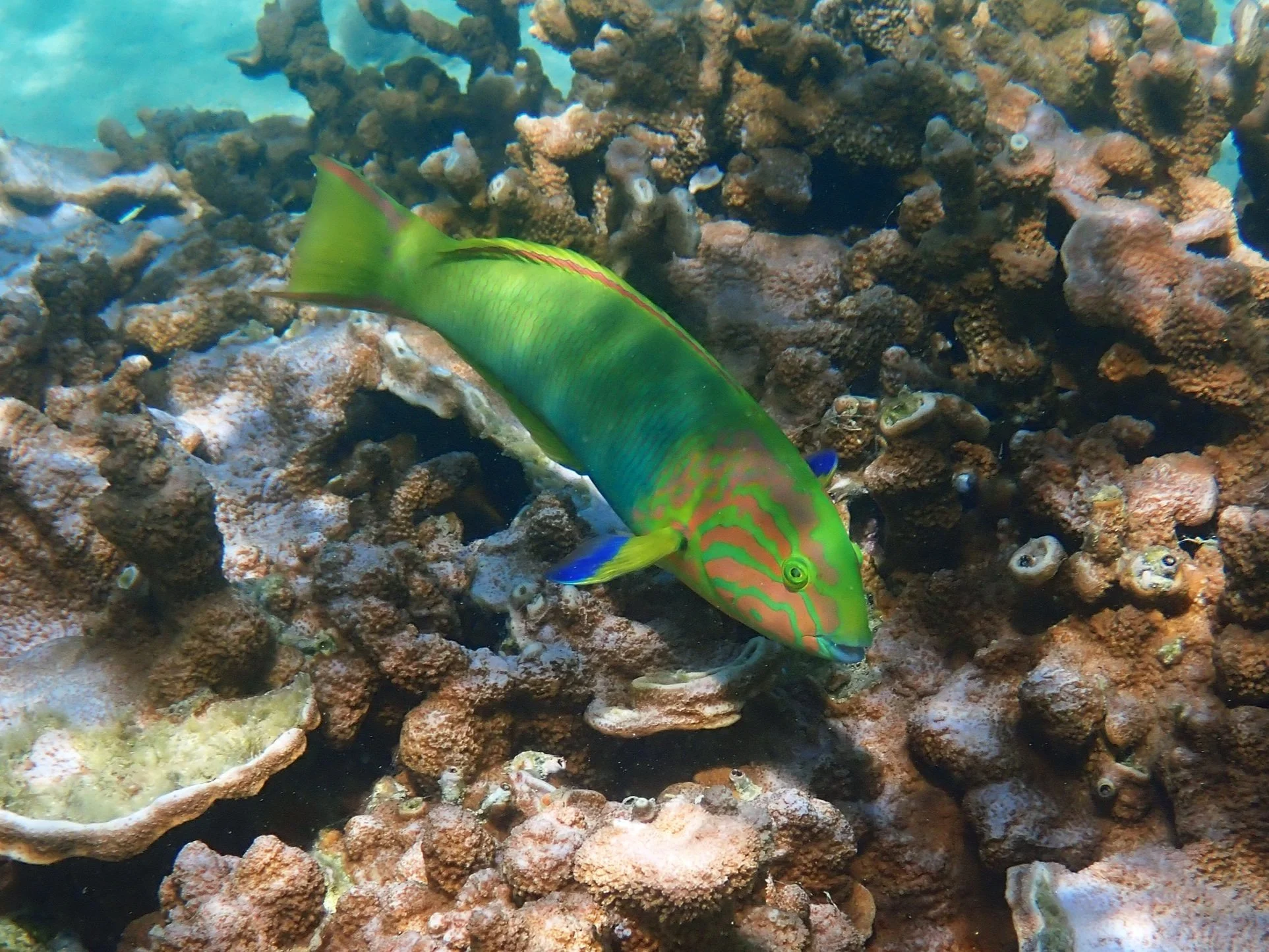 I only have fish eyes for you! — Norfolk Island's Reef