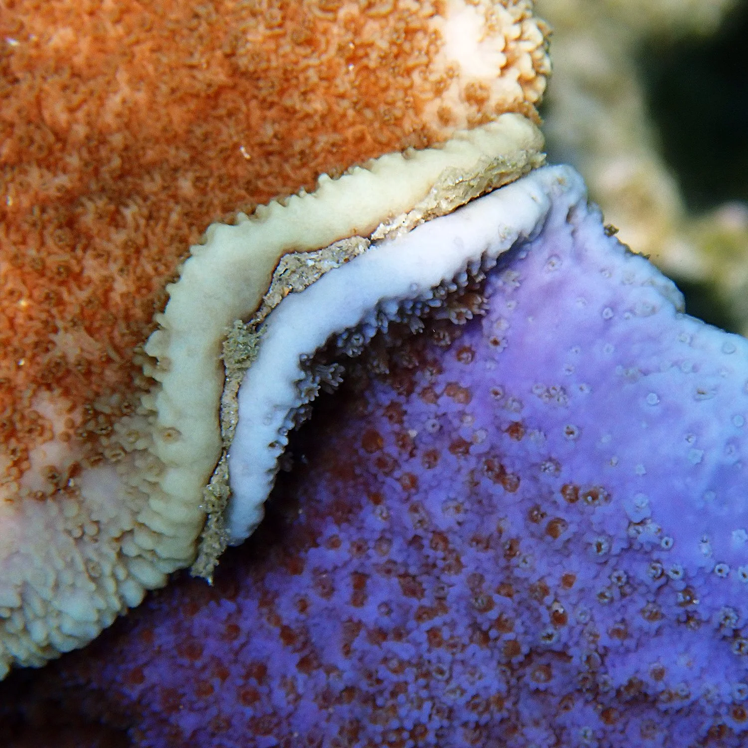 The camera doesn’t lie – looking back over three years of observations ...