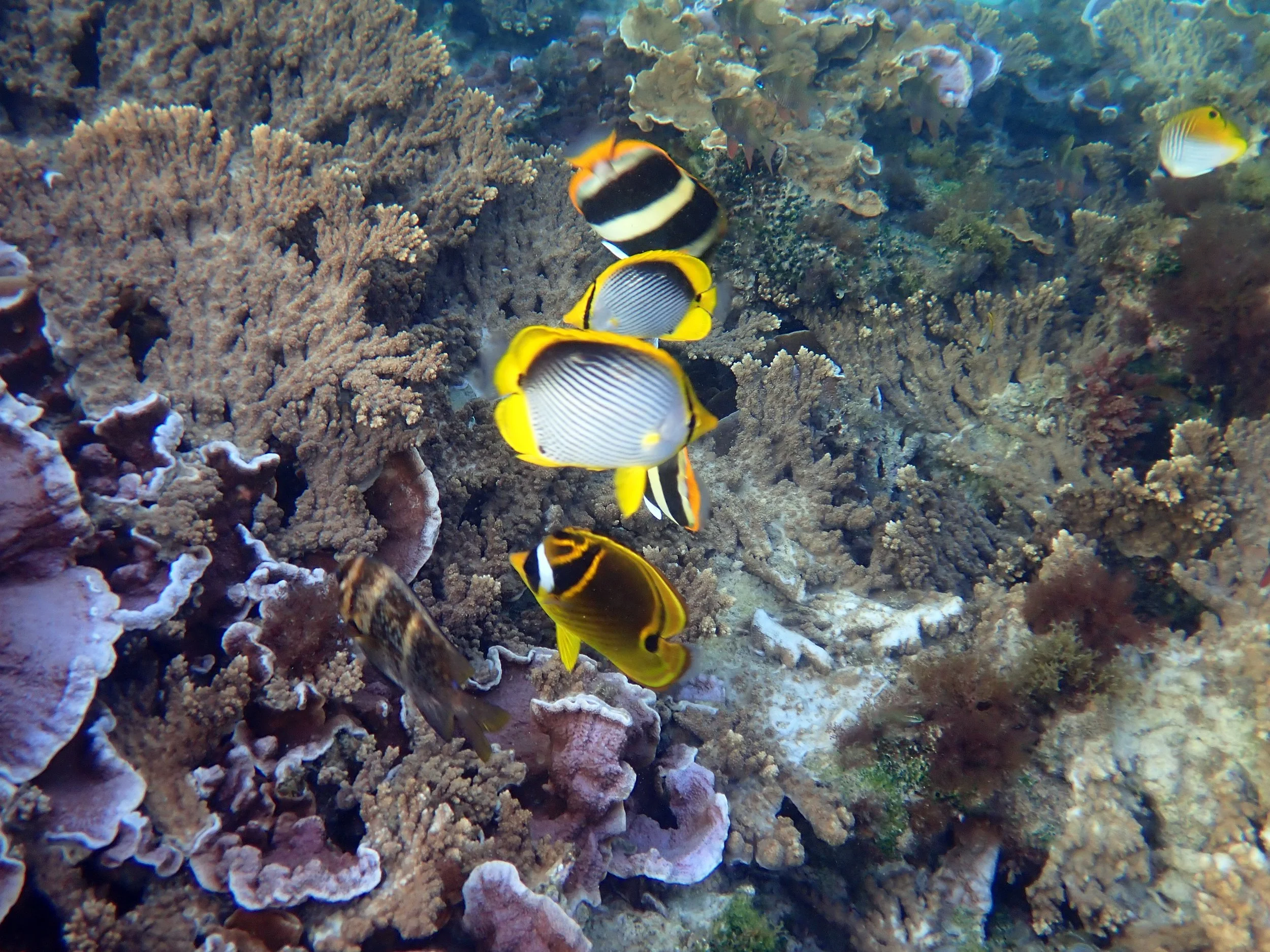 No coral? No butterflyfish! — Norfolk Island's Reef