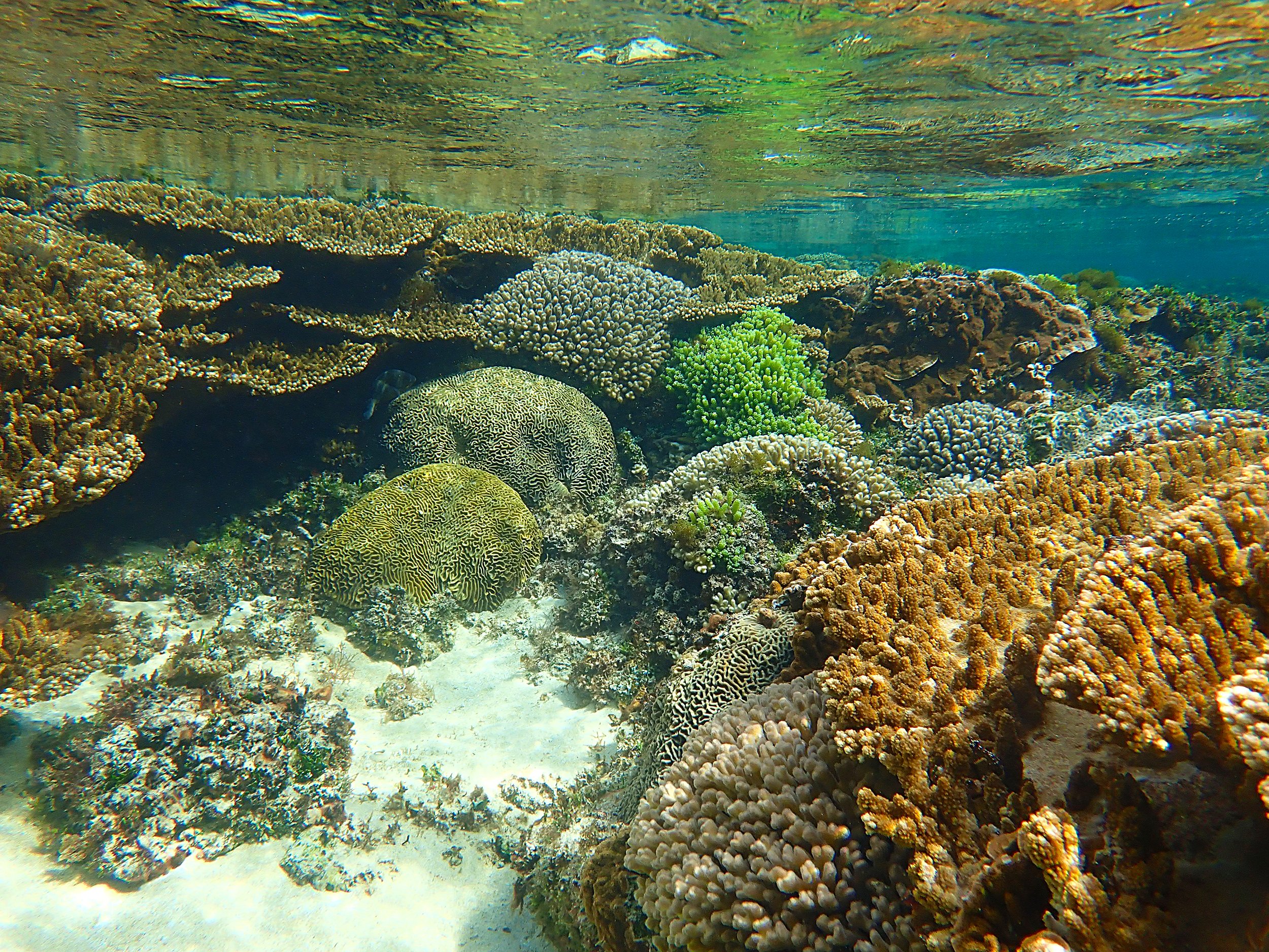 The Great Big Coral Spawn Myth — Norfolk Island's Reef