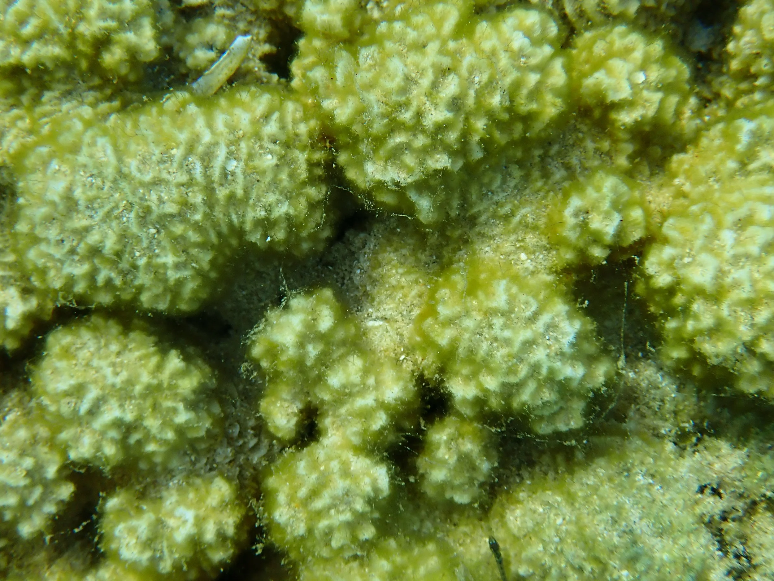 The spatiotemporal dynamics of a coral disease — Norfolk Island's Reef