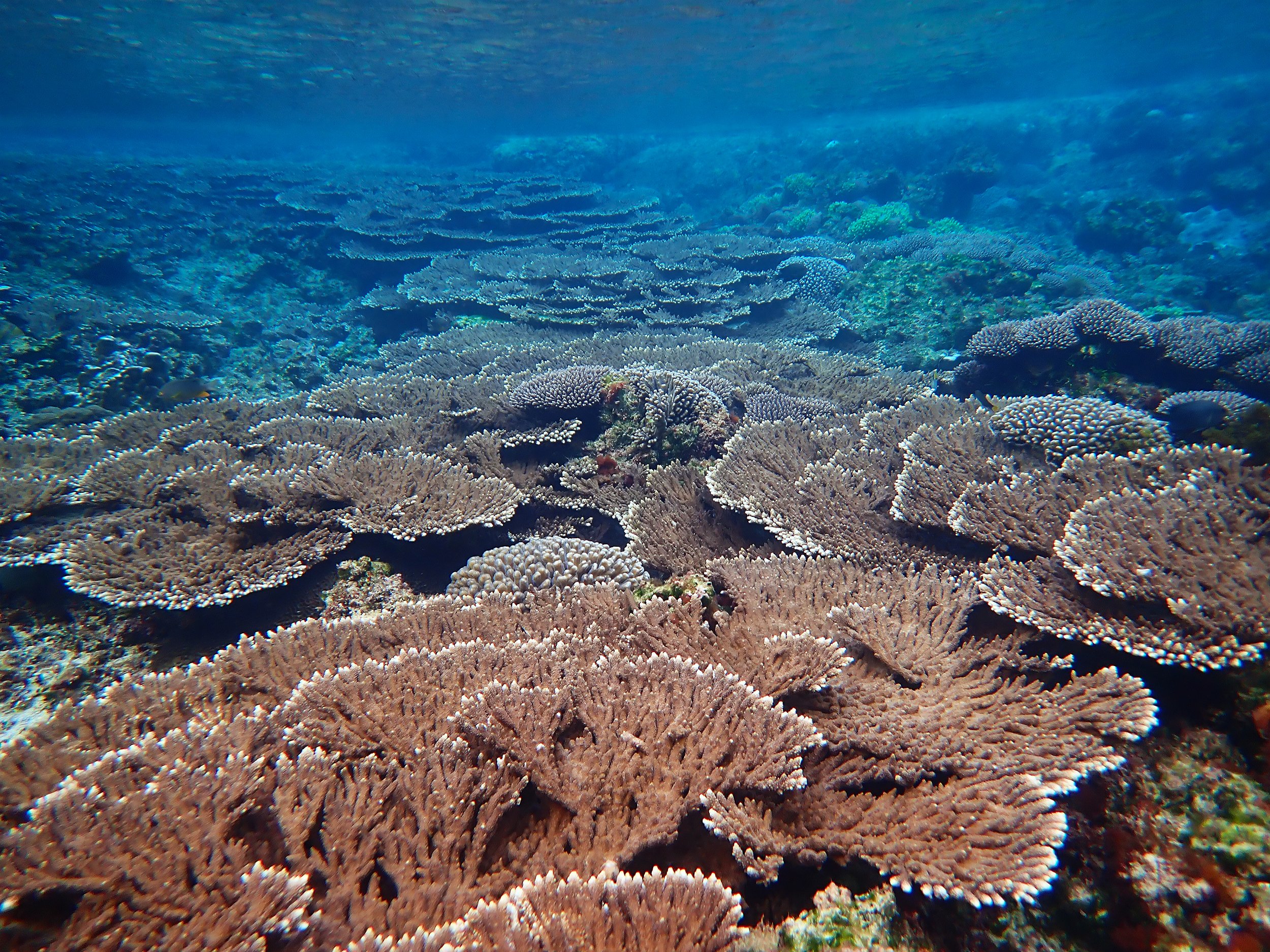Glimpses of recovery: what the reef could be if we let it — Norfolk ...