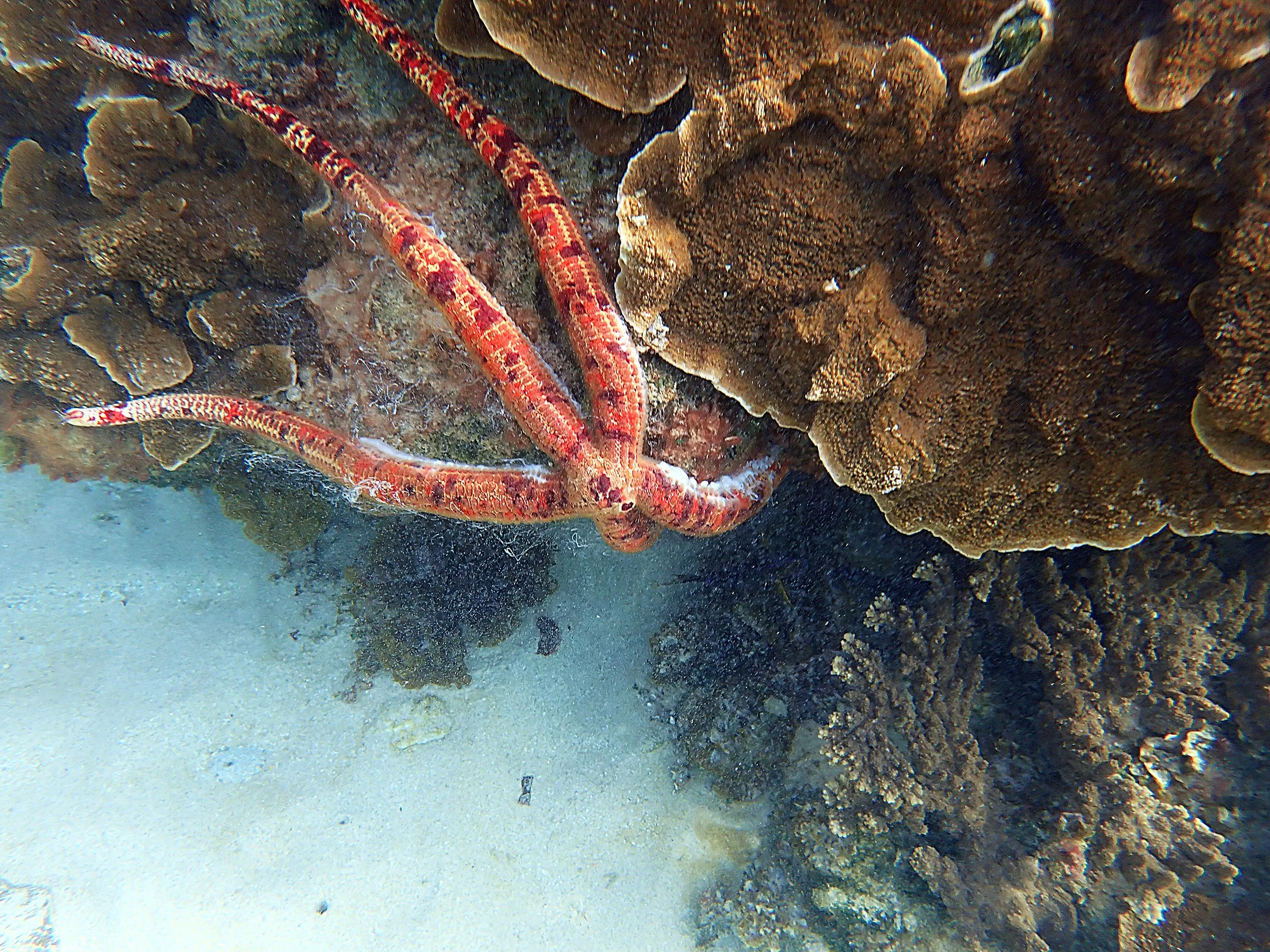 Casting your offspring to the currents – sea star reproduction ...