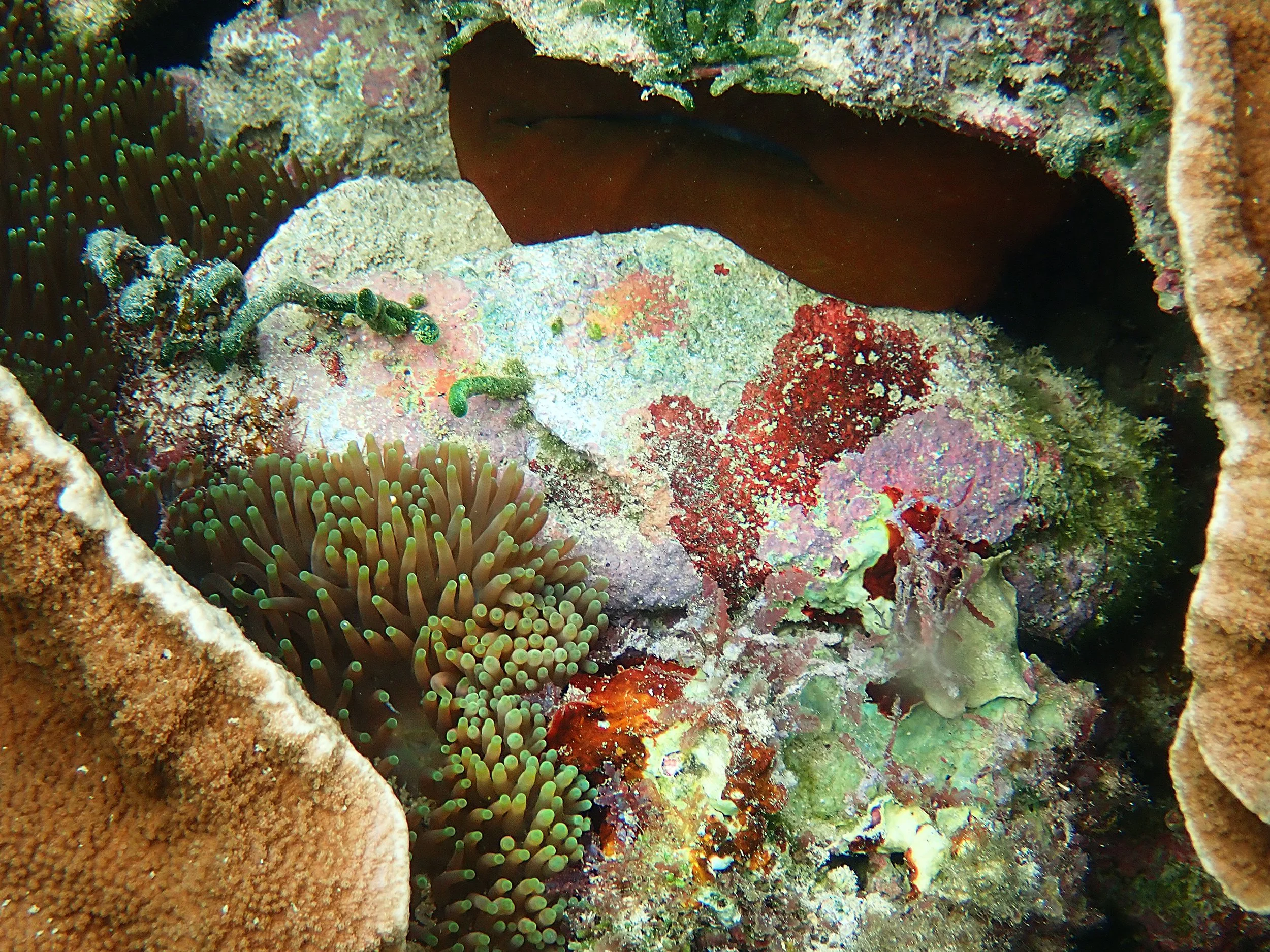 Pretty in pink – the real coral reef builders — Norfolk Island's Reef