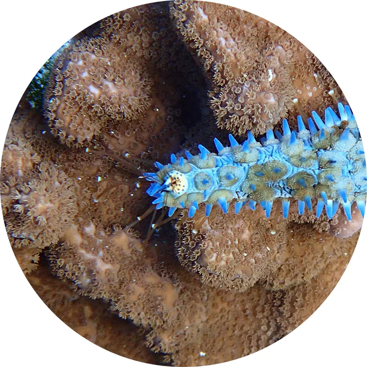 Sea stars? Starfish? What’s the difference? — Norfolk Island's Reef