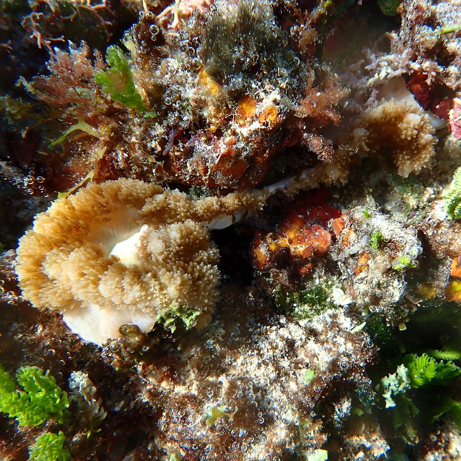 Do sea anemones hold the key to immortality? — Norfolk Island's Reef