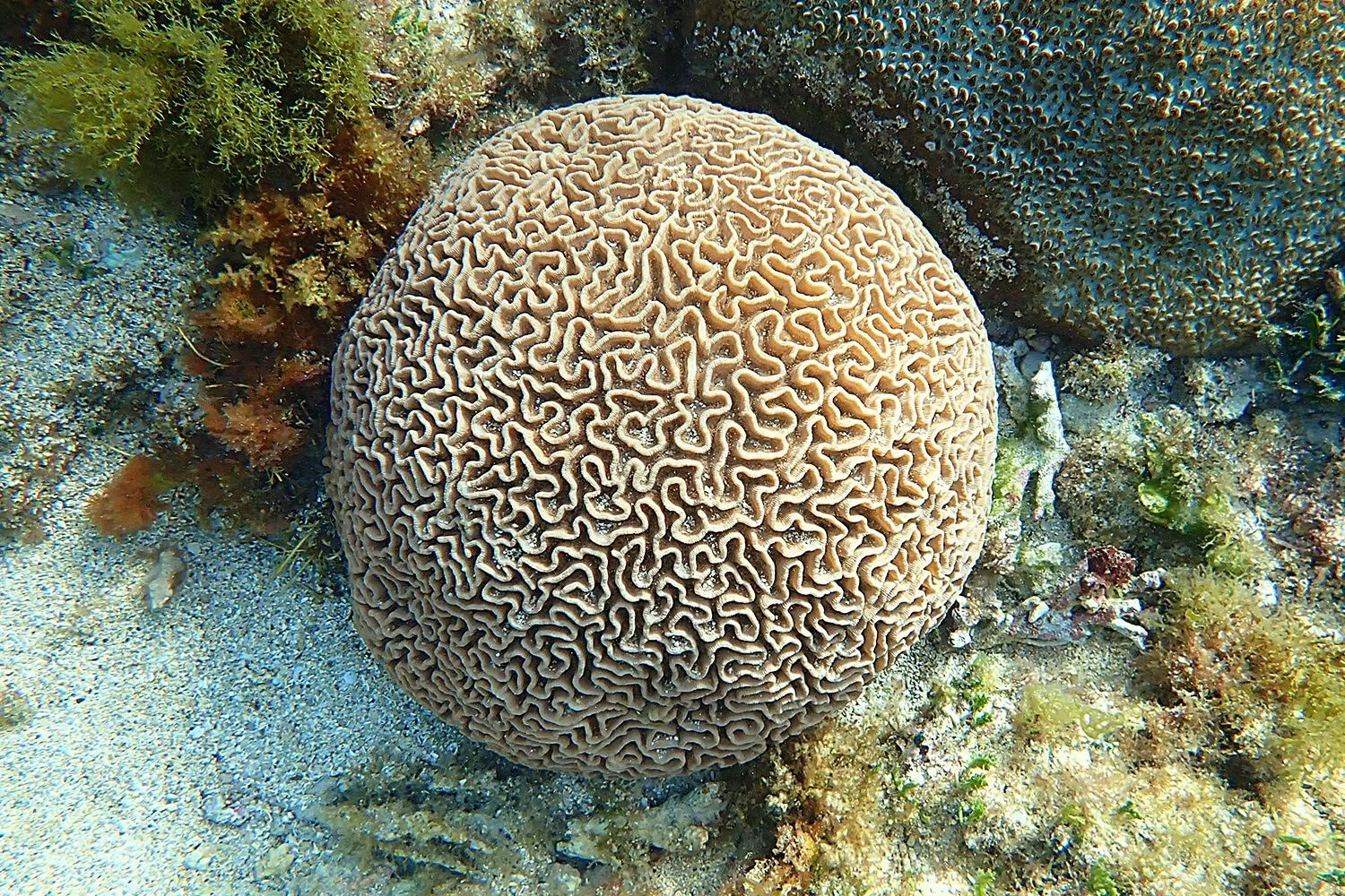 Norfolk Island's Reef