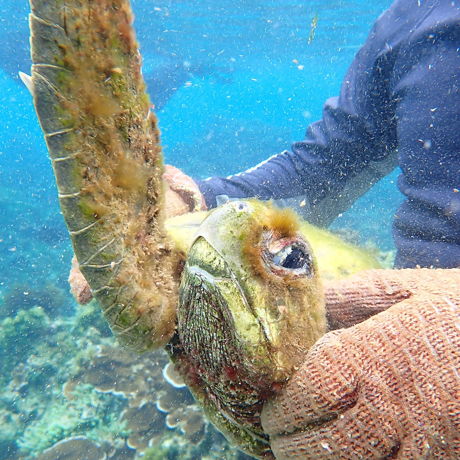 Norfolk Island's forgotten reef needs help — Norfolk Island's Reef