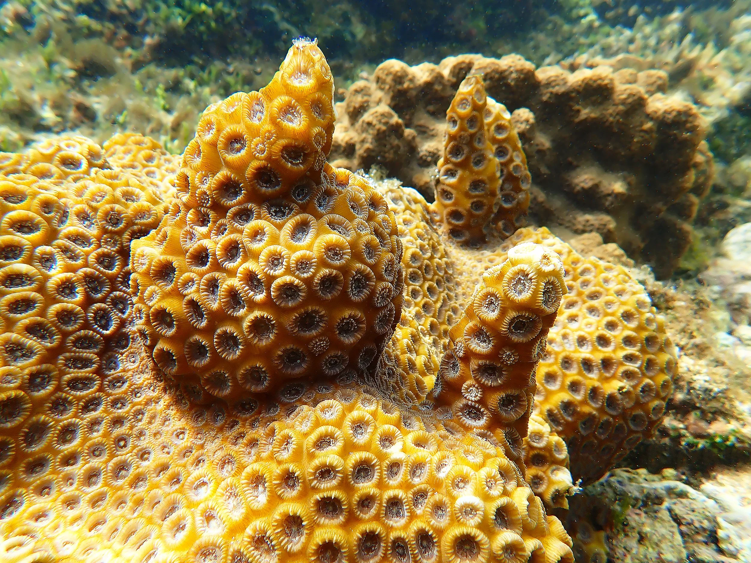 Cute as buttons - Astrea curta — Norfolk Island's Reef