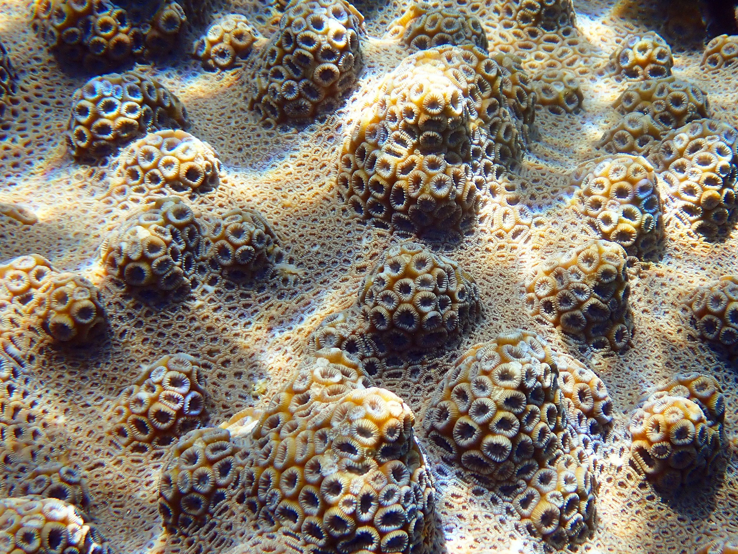 Cute as buttons - Astrea curta — Norfolk Island's Reef