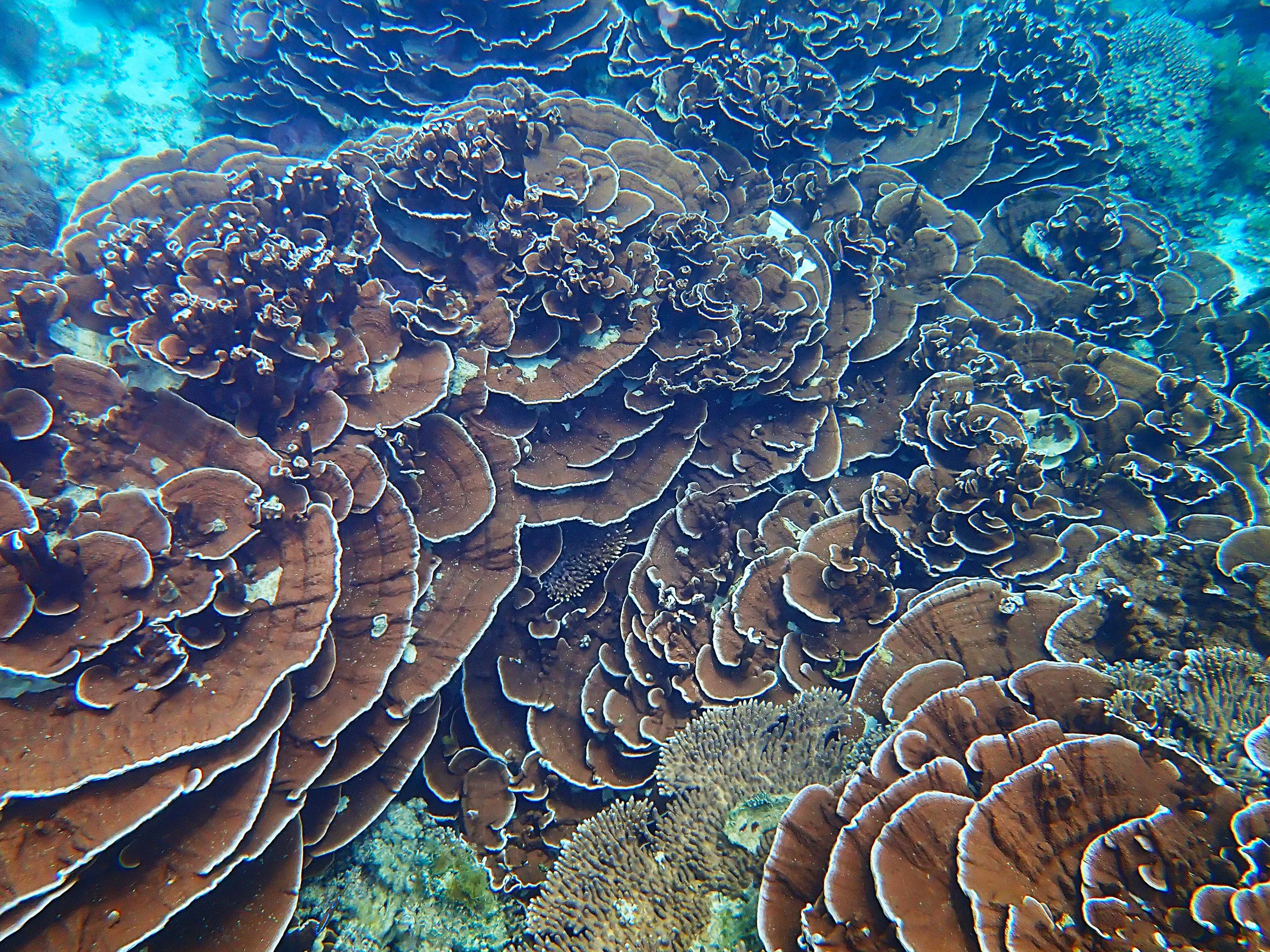 Portrait of a slow death — Norfolk Island's Reef