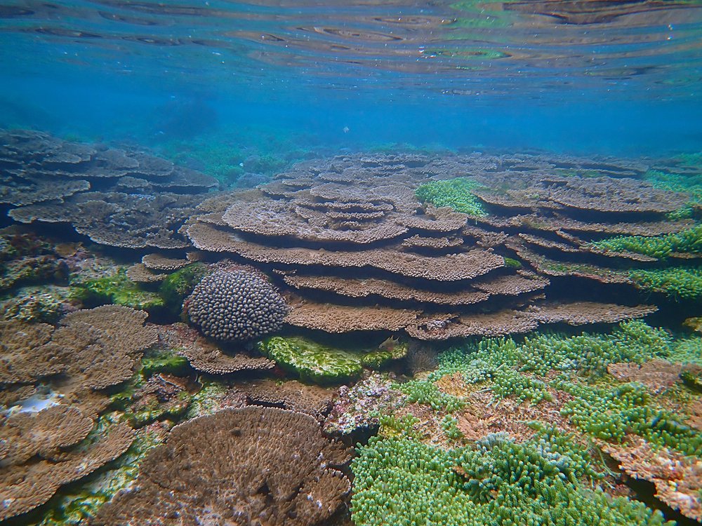 Bounty Day brings some biting winds! — Norfolk Island's Reef