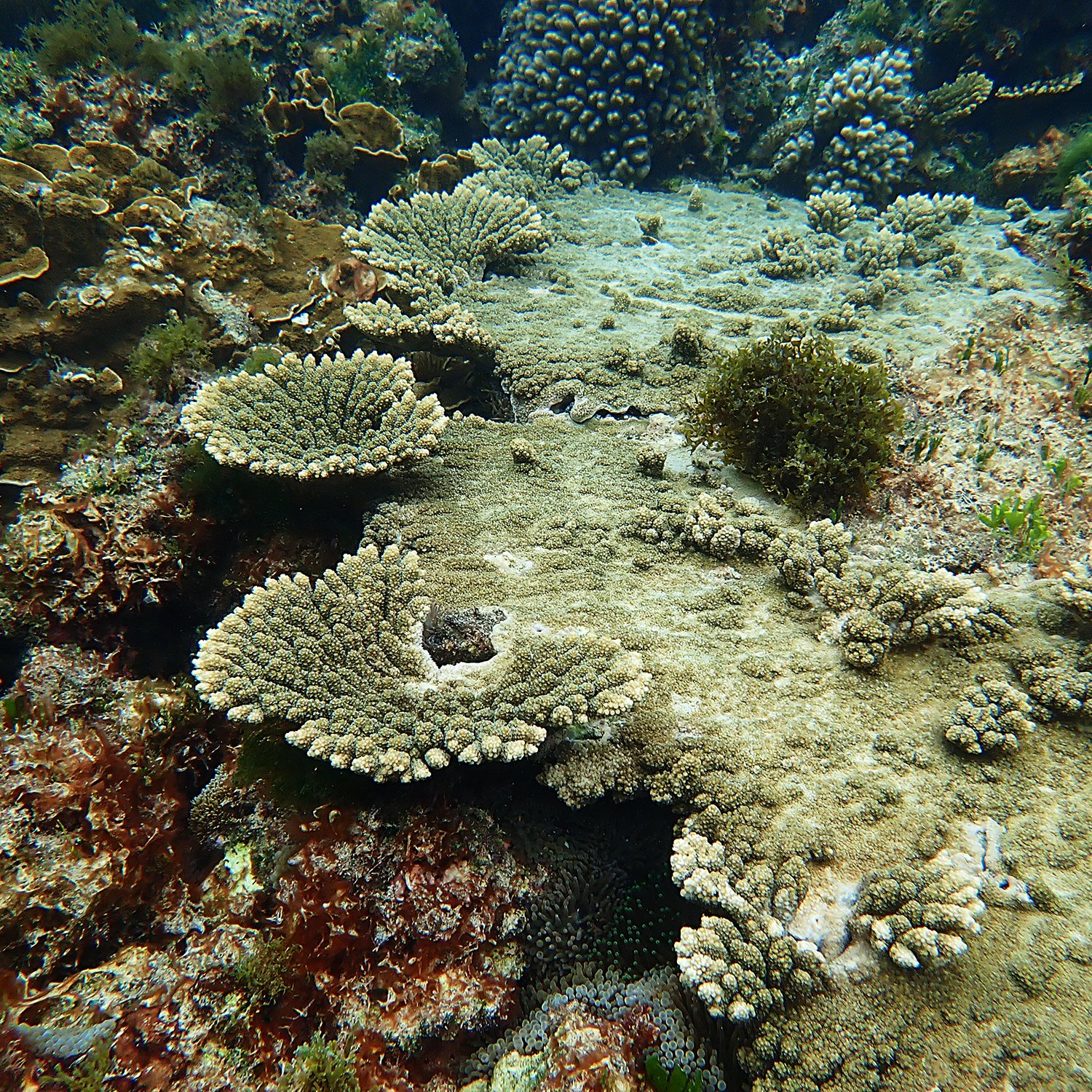 The resilience of corals — Norfolk Island's Reef