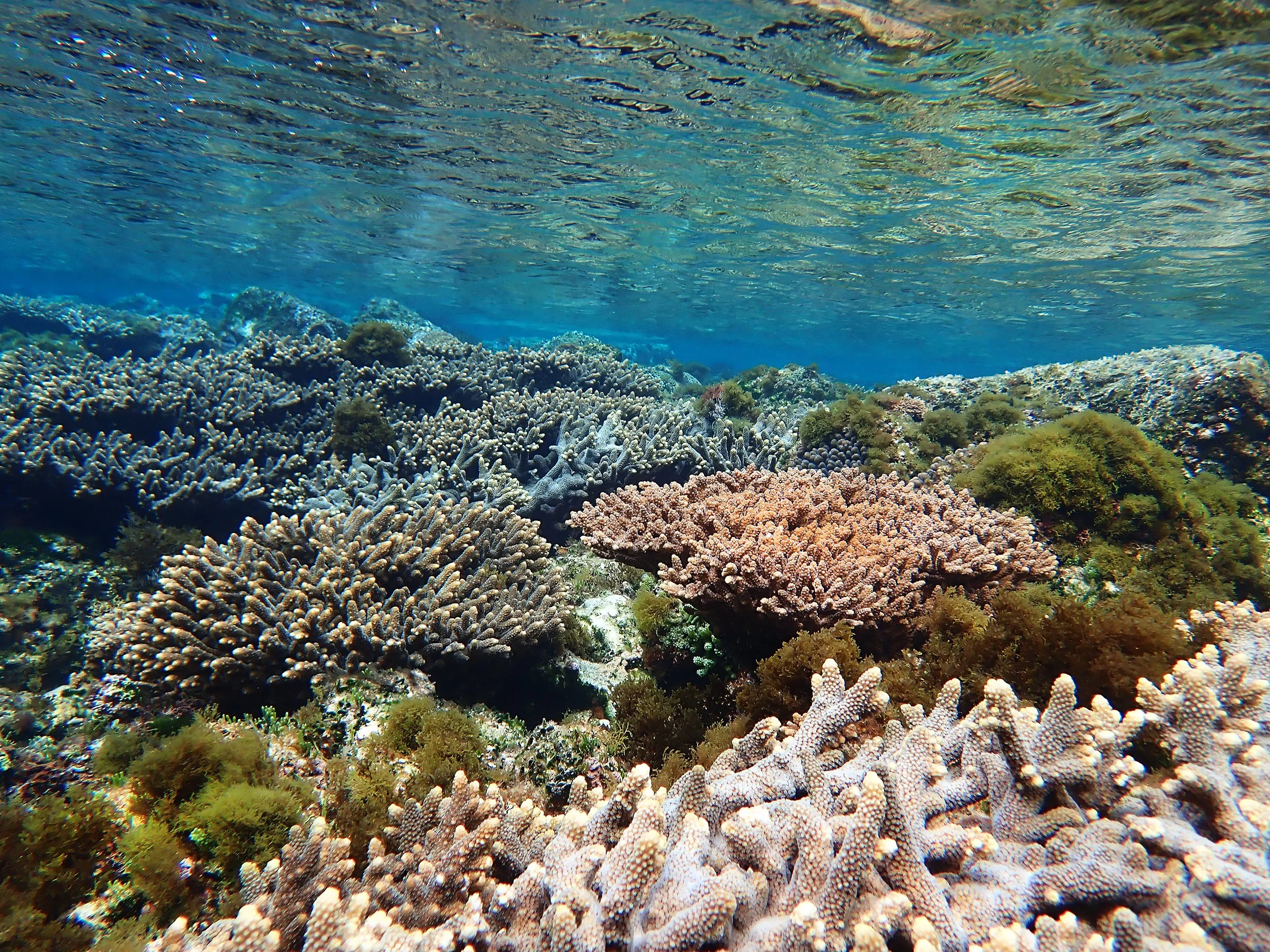 Glimpses of recovery: what the reef could be if we let it — Norfolk ...