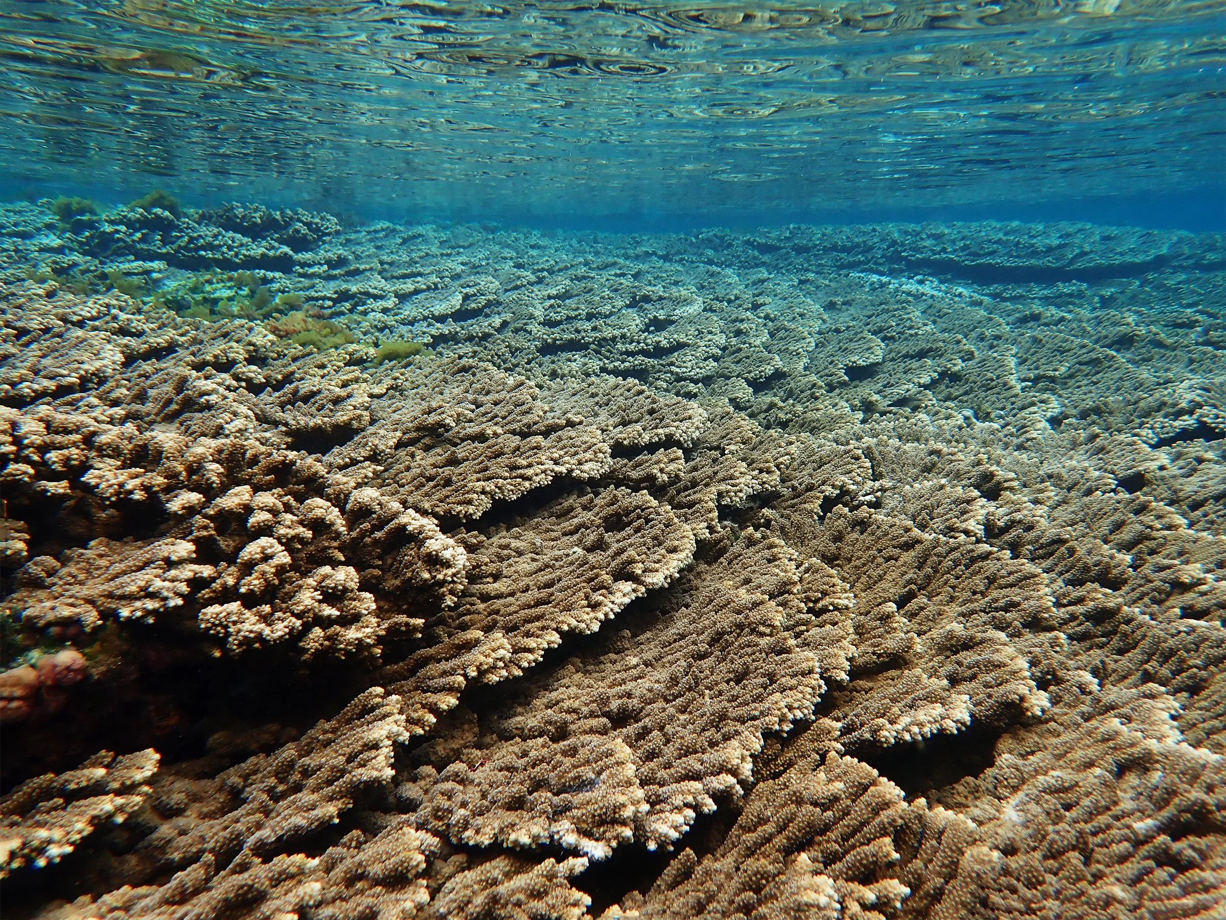 A coral reef, out of balance — Norfolk Island's Reef